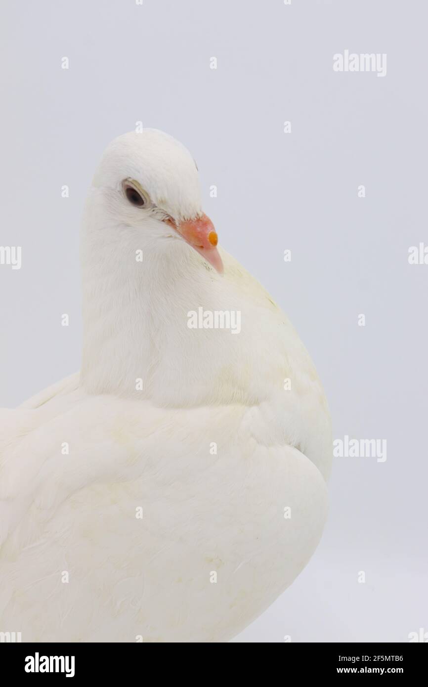 English Fantail pigeon, beautiful white pigeon isolated on white ...