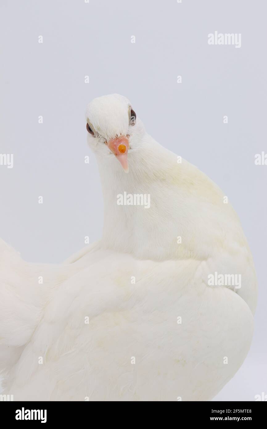 English Fantail pigeon, beautiful white pigeon isolated on white ...