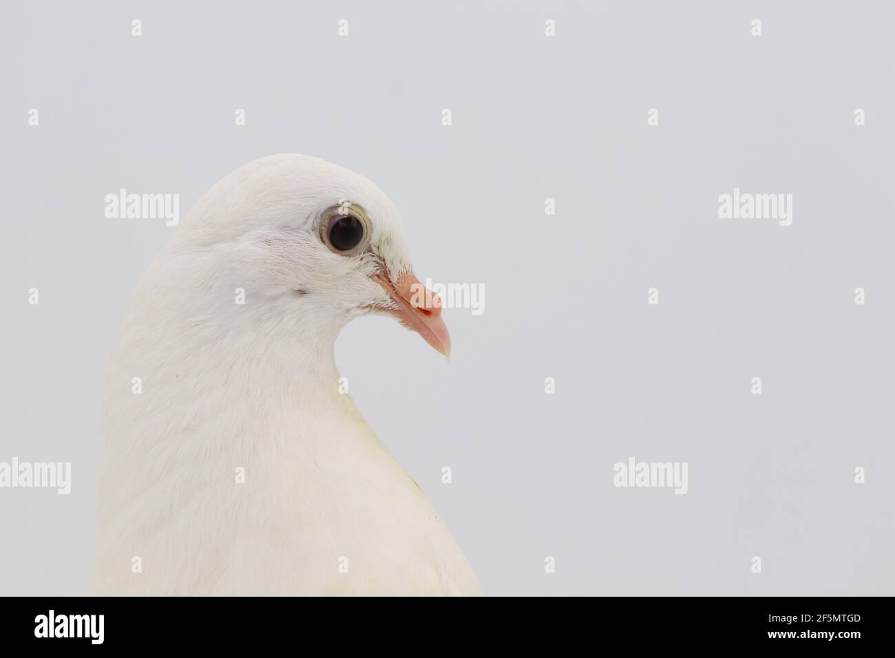 English Fantail pigeon, beautiful white pigeon isolated on white ...