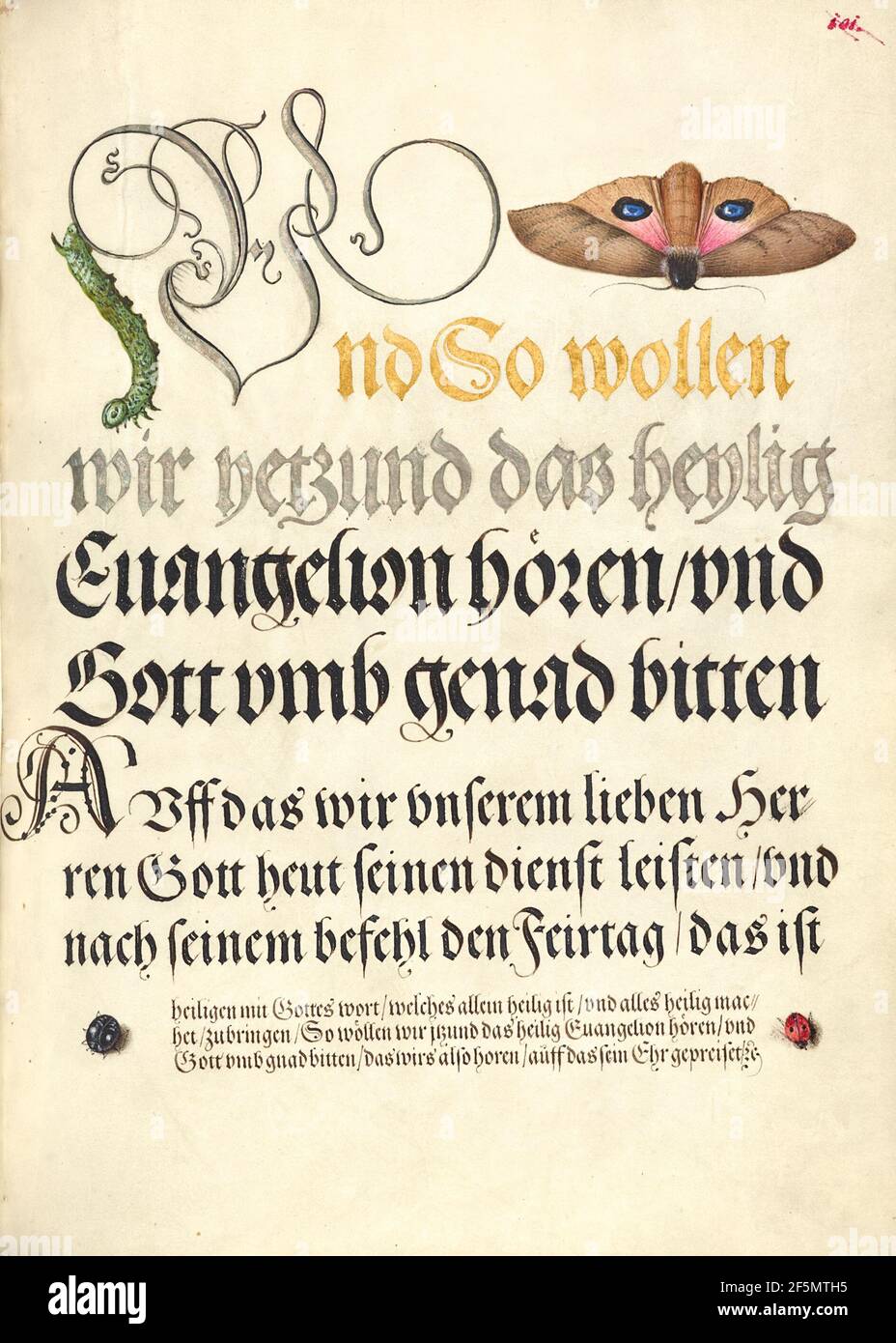 Horntail Caterpillar, Eyed Hawk-Moth, Beetle, Two-Spot Ladybird Stock ...