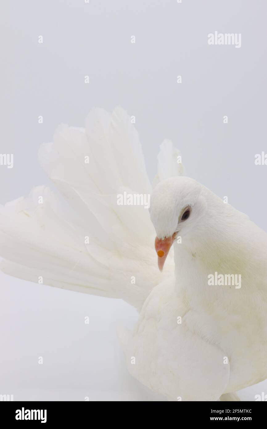 English Fantail pigeon, beautiful white pigeon isolated on white ...