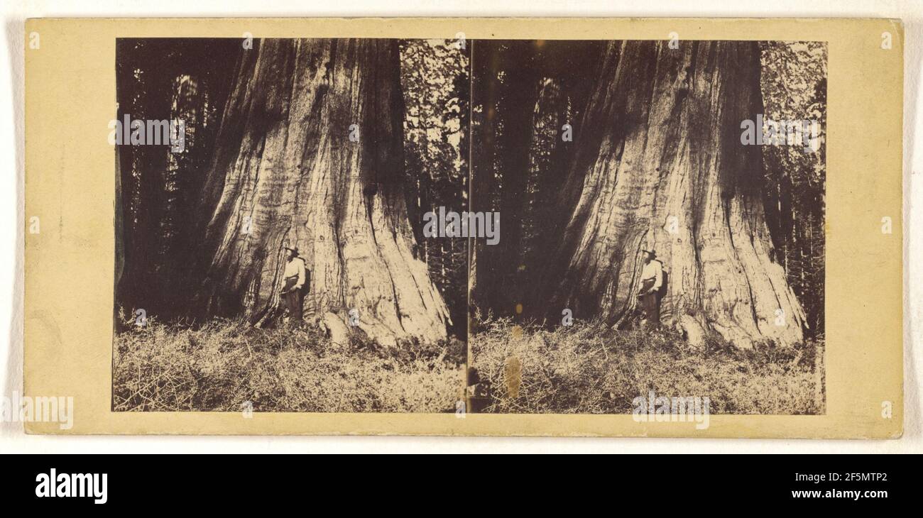 94 Feet Circumference High Resolution Stock Photography and Images - Alamy