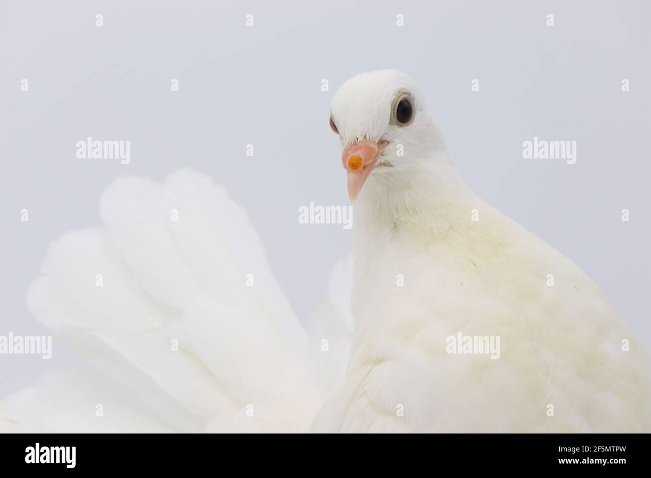 English Fantail pigeon, beautiful white pigeon isolated on white ...