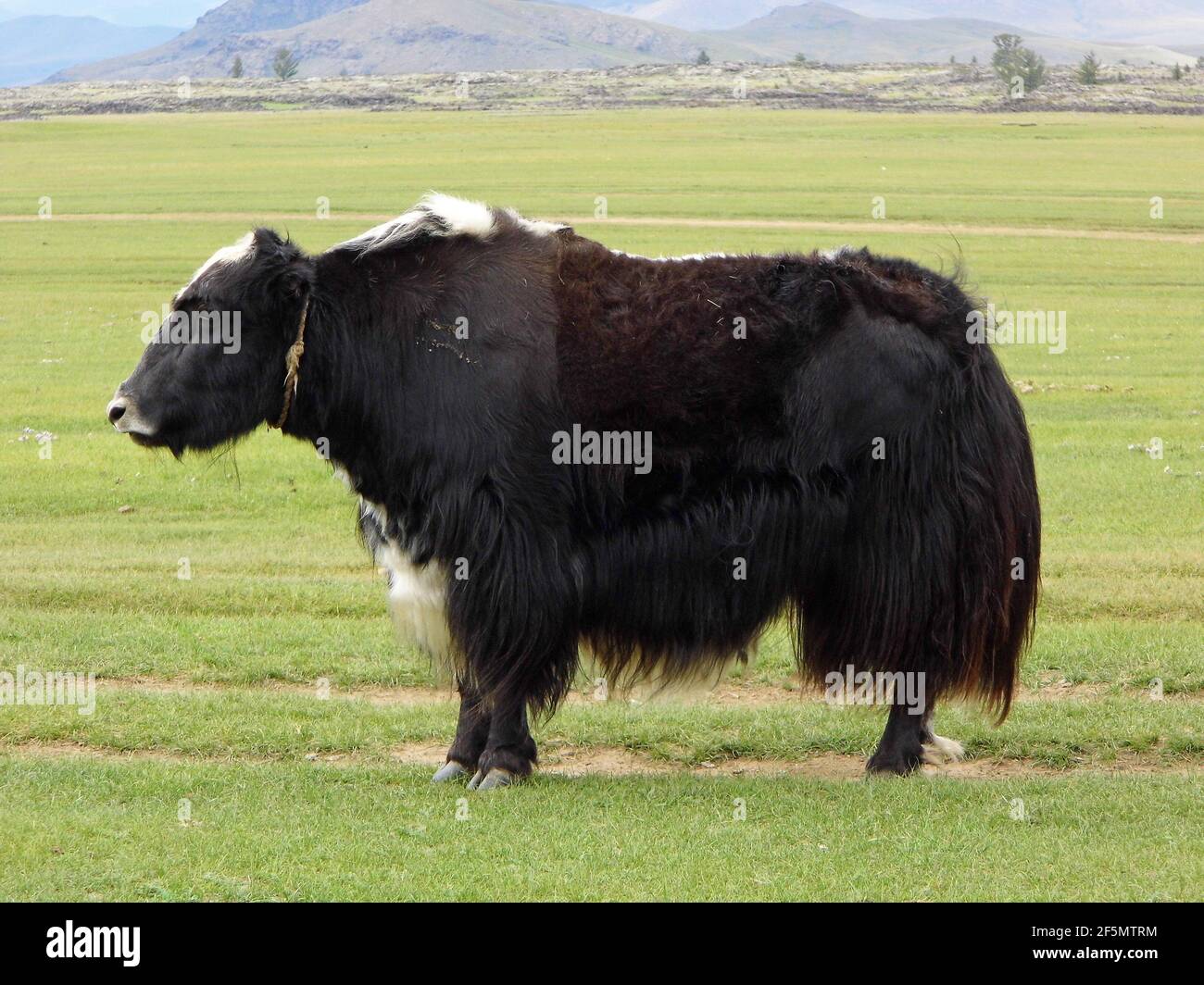 domestic yak (Bos mutus), Orkhon Valley National Park, Mongolia Stock ...