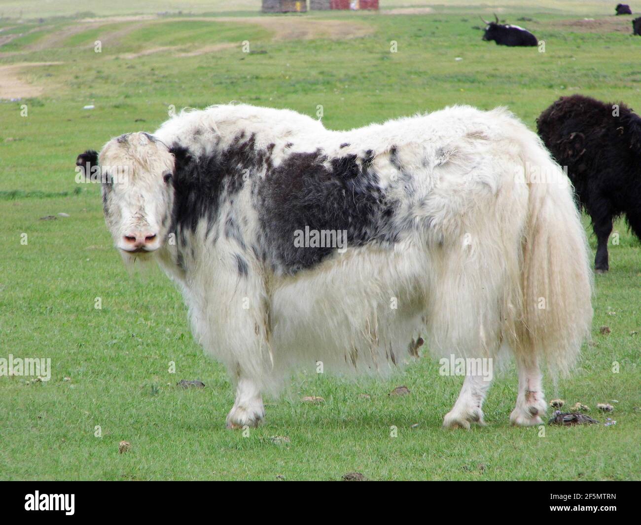 domestic yak (Bos mutus), Orkhon Valley National Park, Mongolia Stock ...