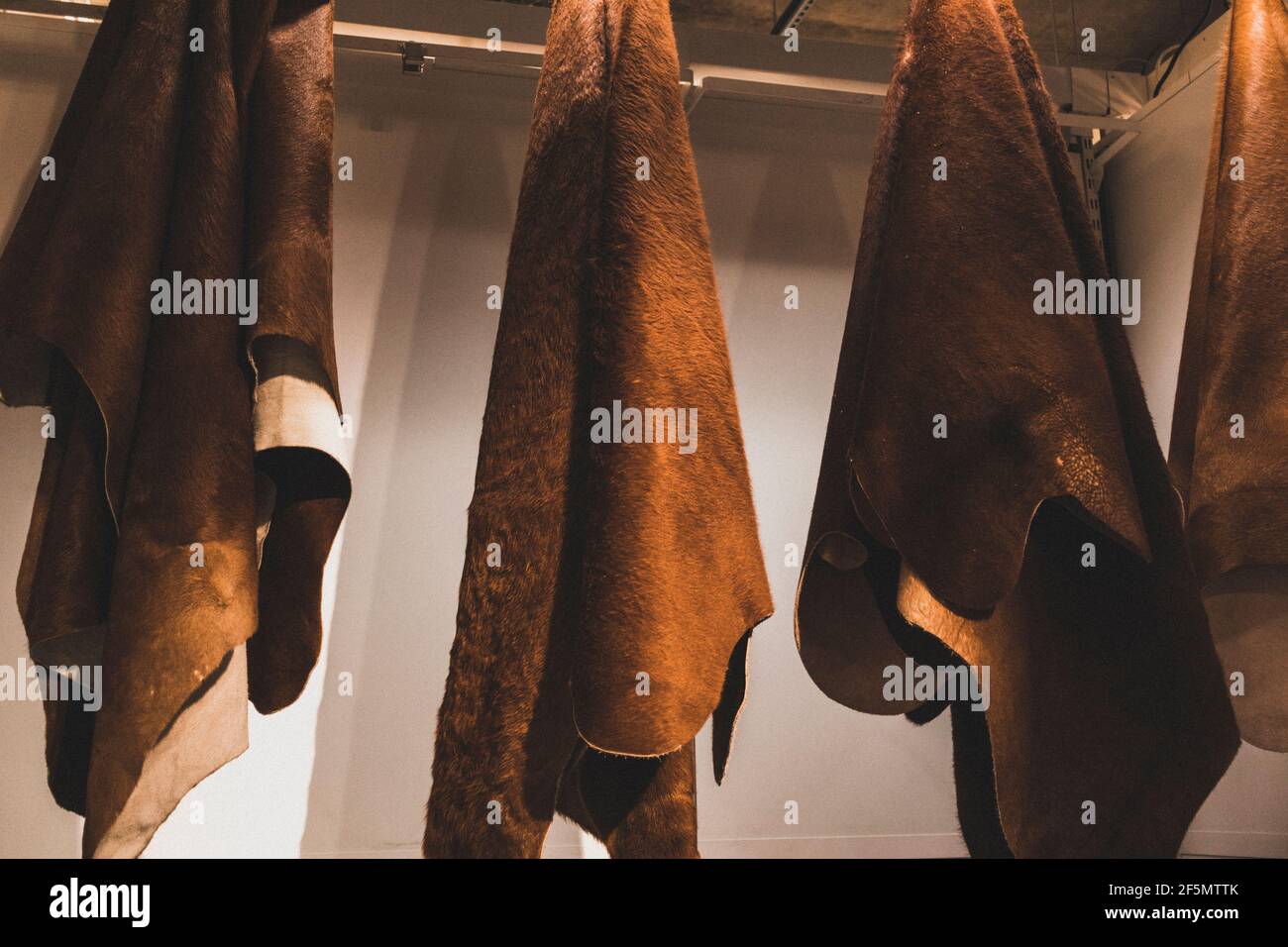 cow skins dressing farm animal sale growing making clothes market ...