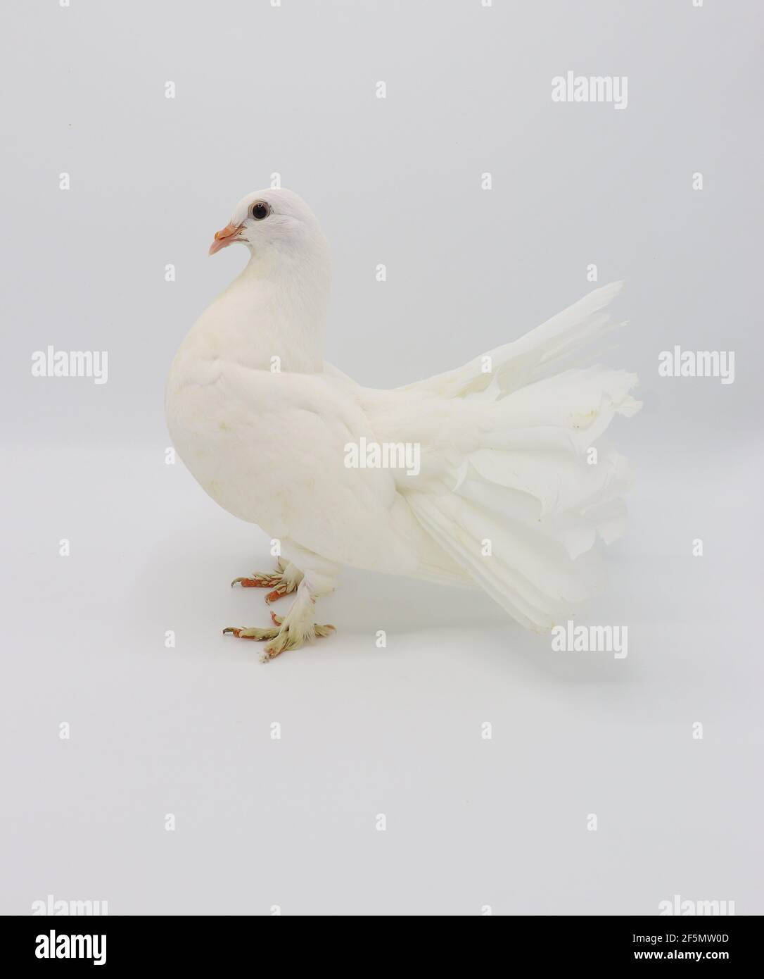 English Fantail pigeon, beautiful white pigeon isolated on white ...