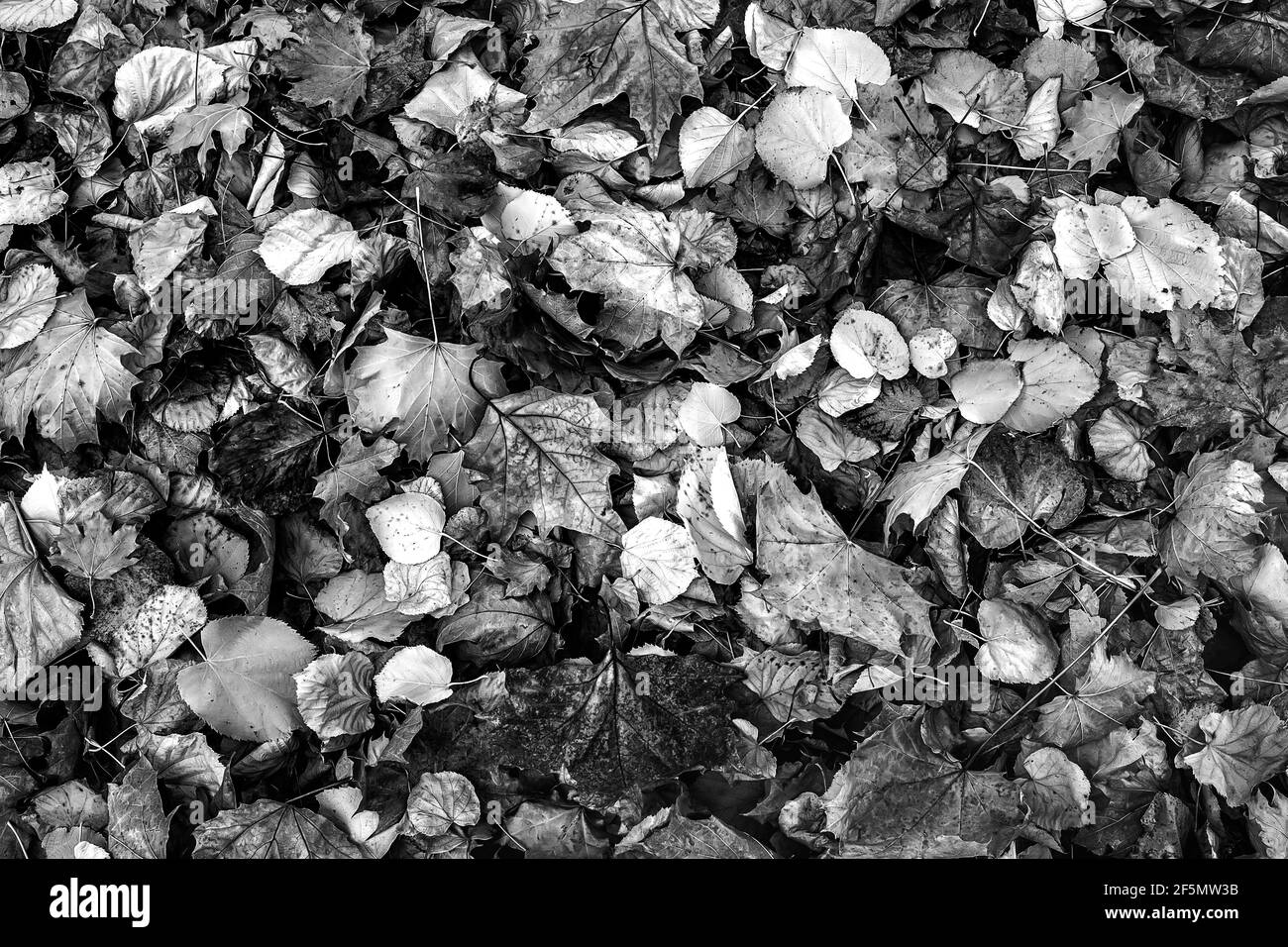 Old autumn leaves in black and white. Natural background Stock Photo ...