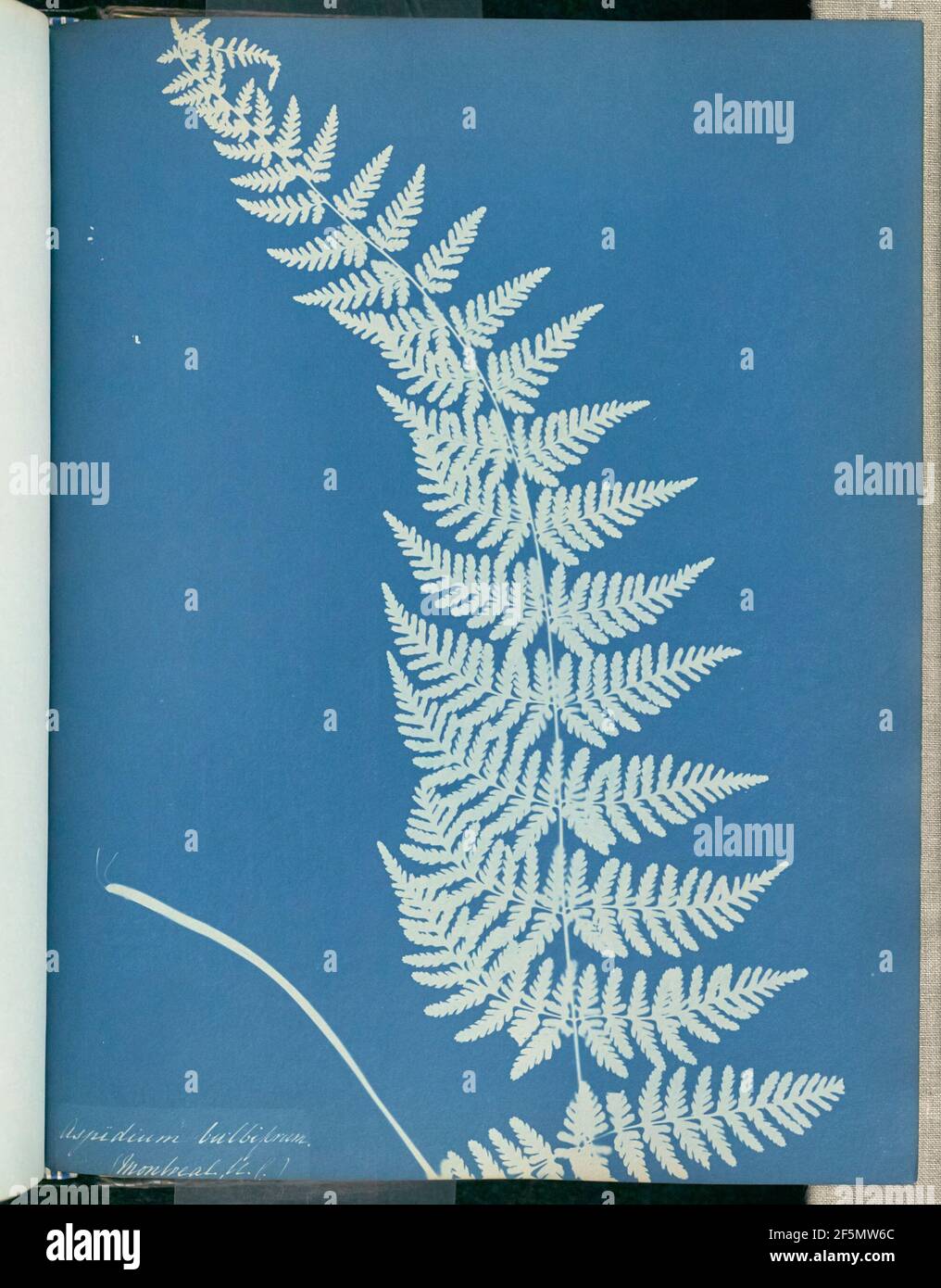 Aspidium bulbiferum, Montreal Stock Photo - Alamy