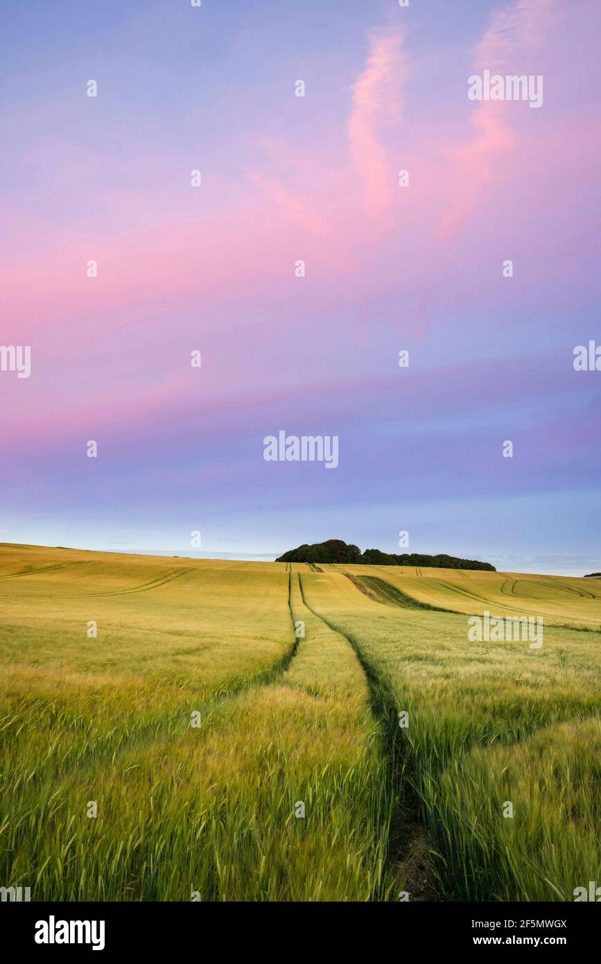 Summer landscape over agricultural farm fields of crops Stock Photo - Alamy