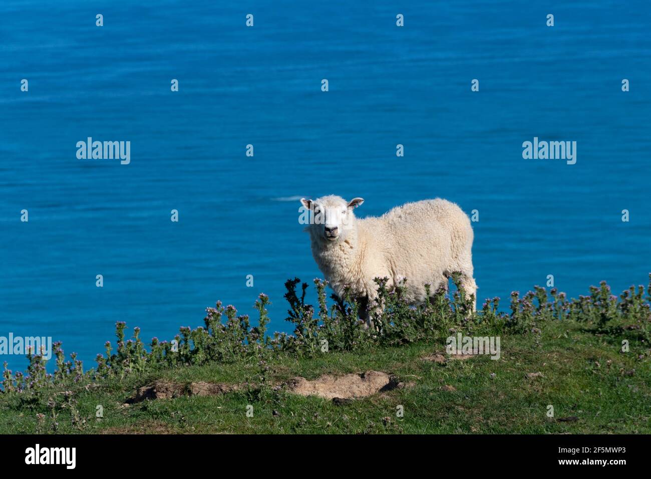 Sheep on hill overlooking Pacific Ocean, at Glenburn, Wairarapa, North ...