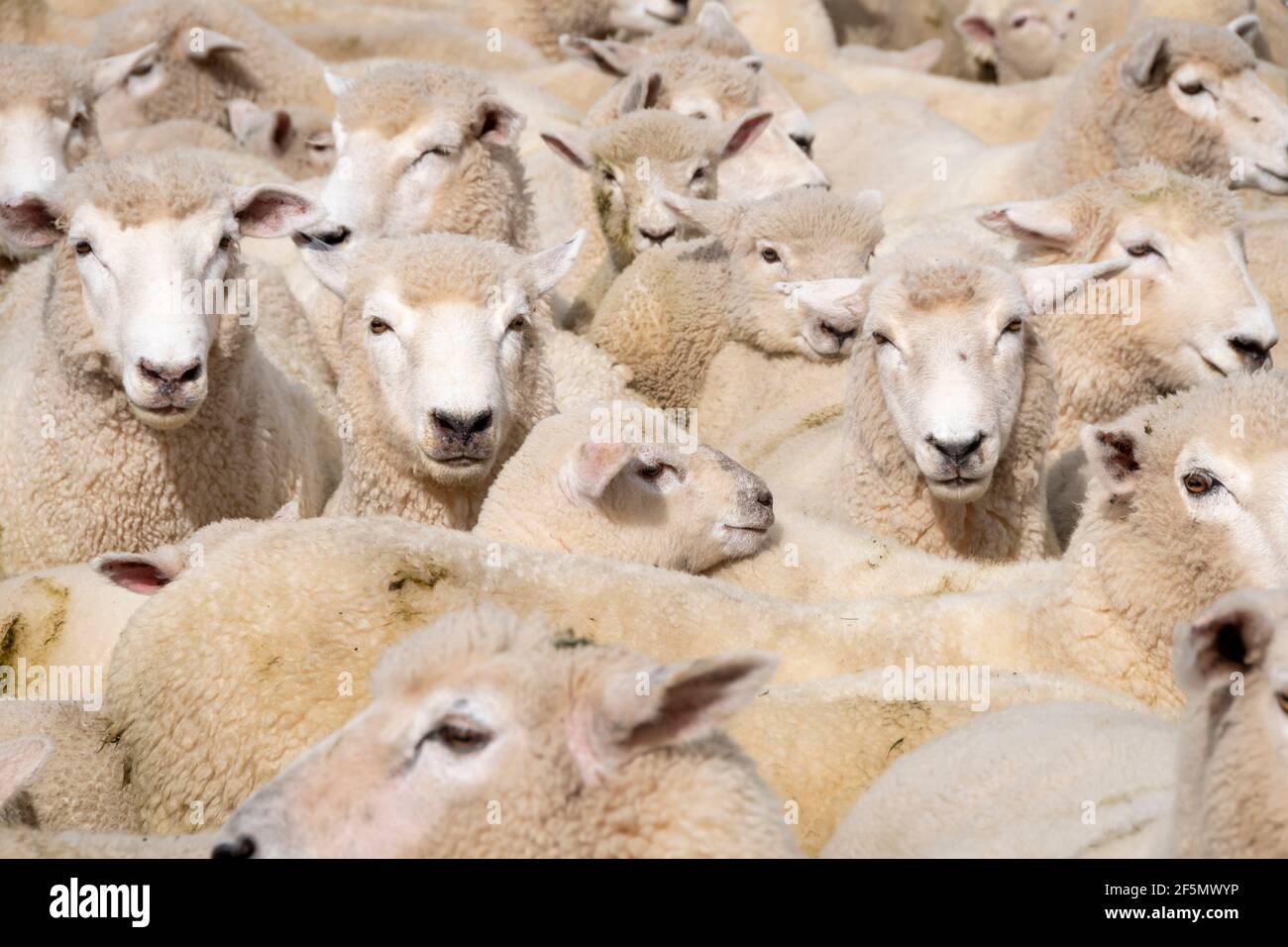 Sheep in a pen, Glenburn, Wairarapa, North Island, New Zealand Stock ...