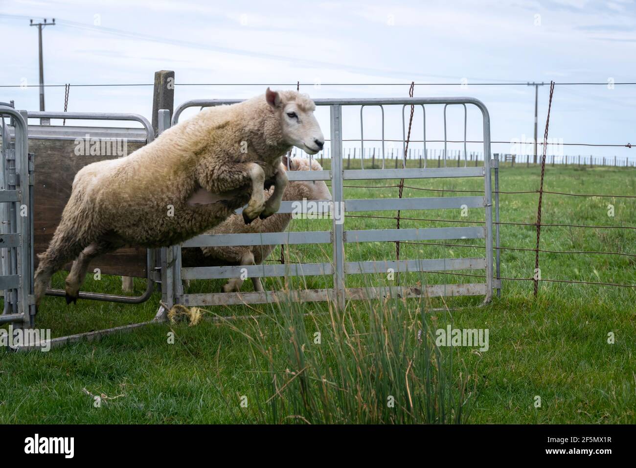Jumping sheep hi-res stock photography and images - Alamy