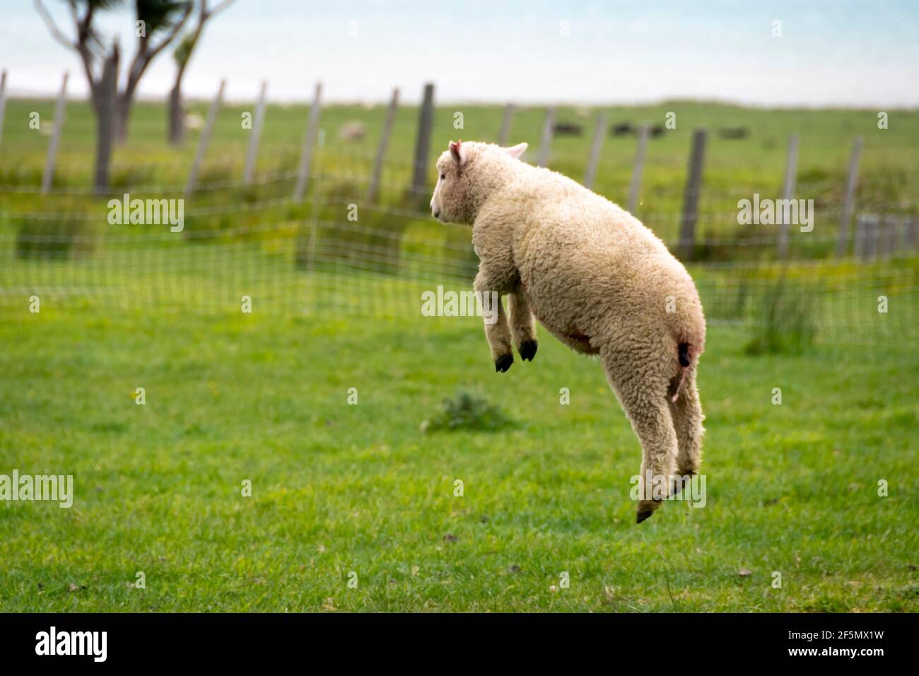 Jumping lamb, Glenburn, Wairarapa, North Island, New Zealand Stock ...
