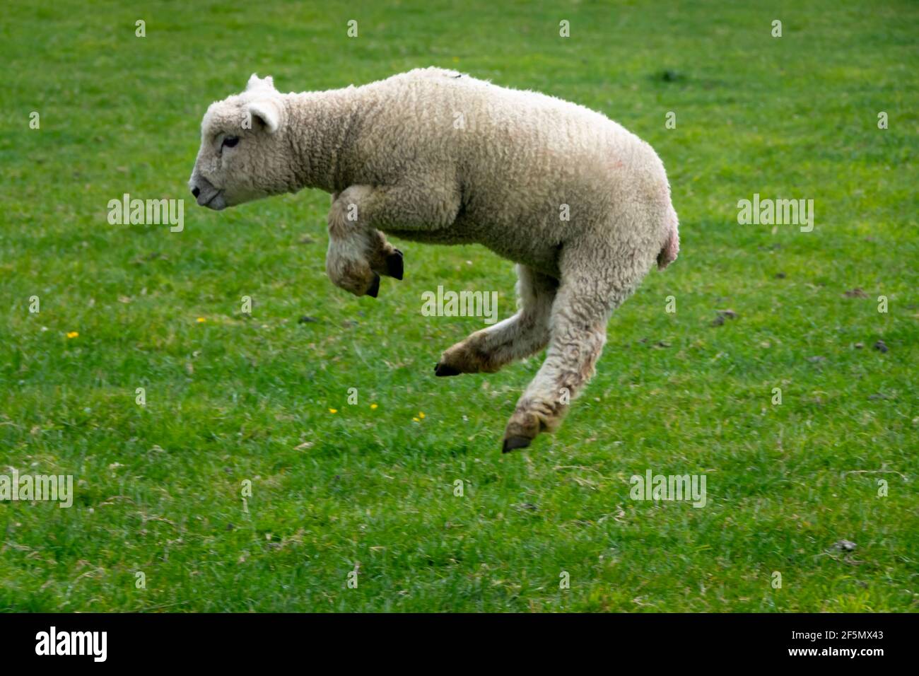 Jumping lamb cute hi-res stock photography and images - Alamy