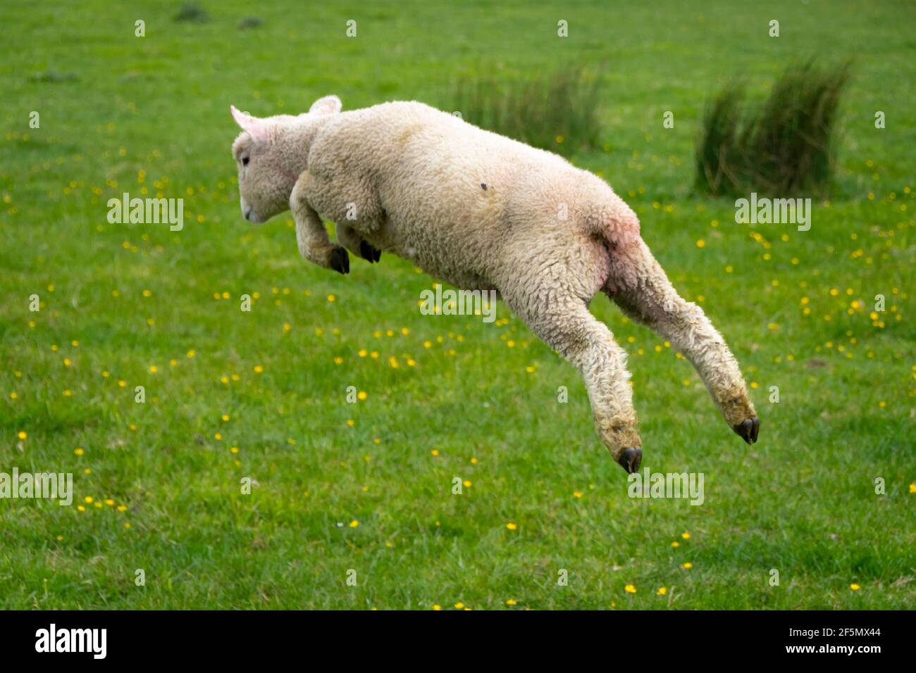 Jumping lamb cute hi-res stock photography and images - Alamy