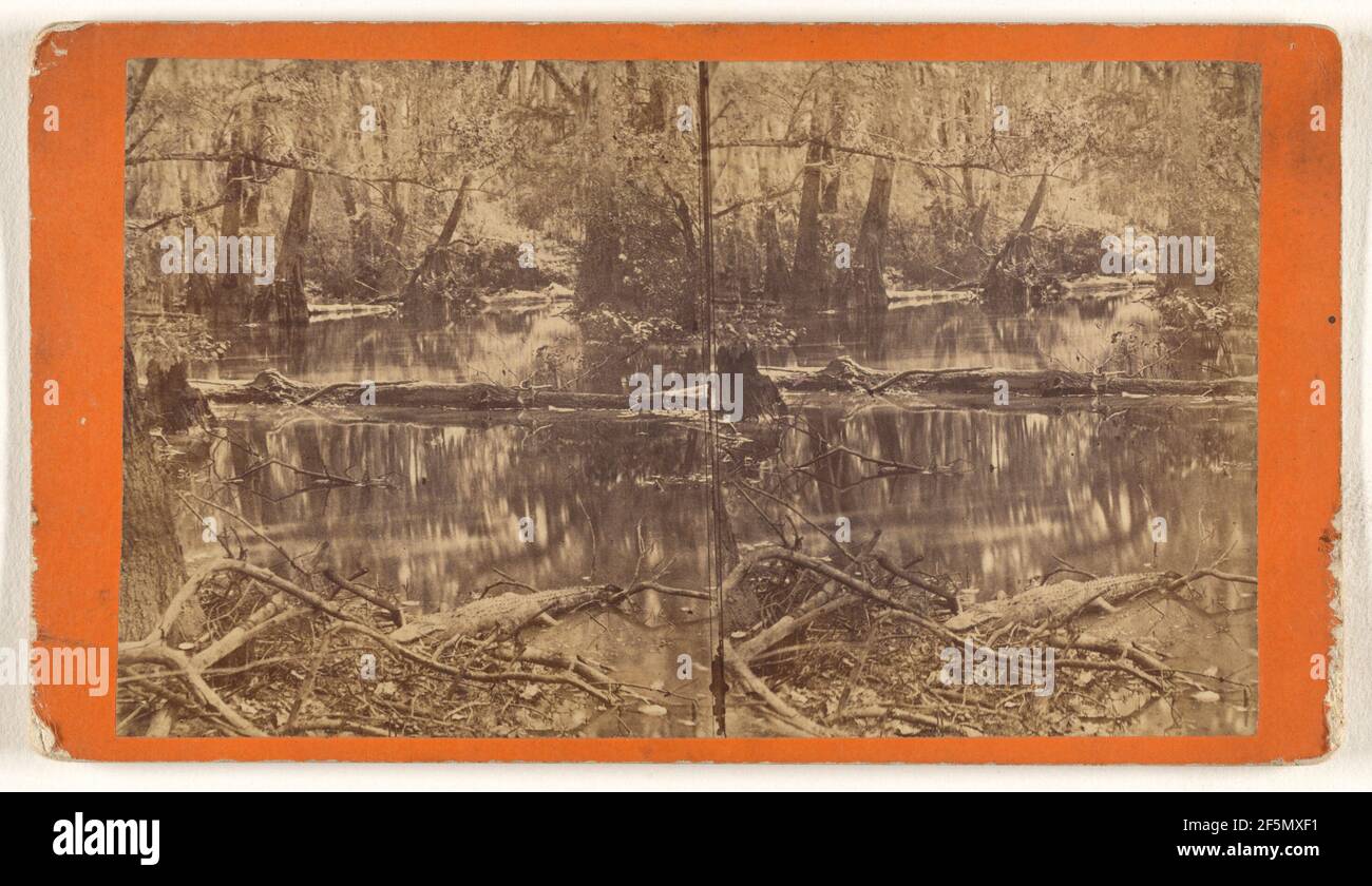 Alligator in Moore's Lagoon, Augusta, Georgia. John Usher, Jr ...