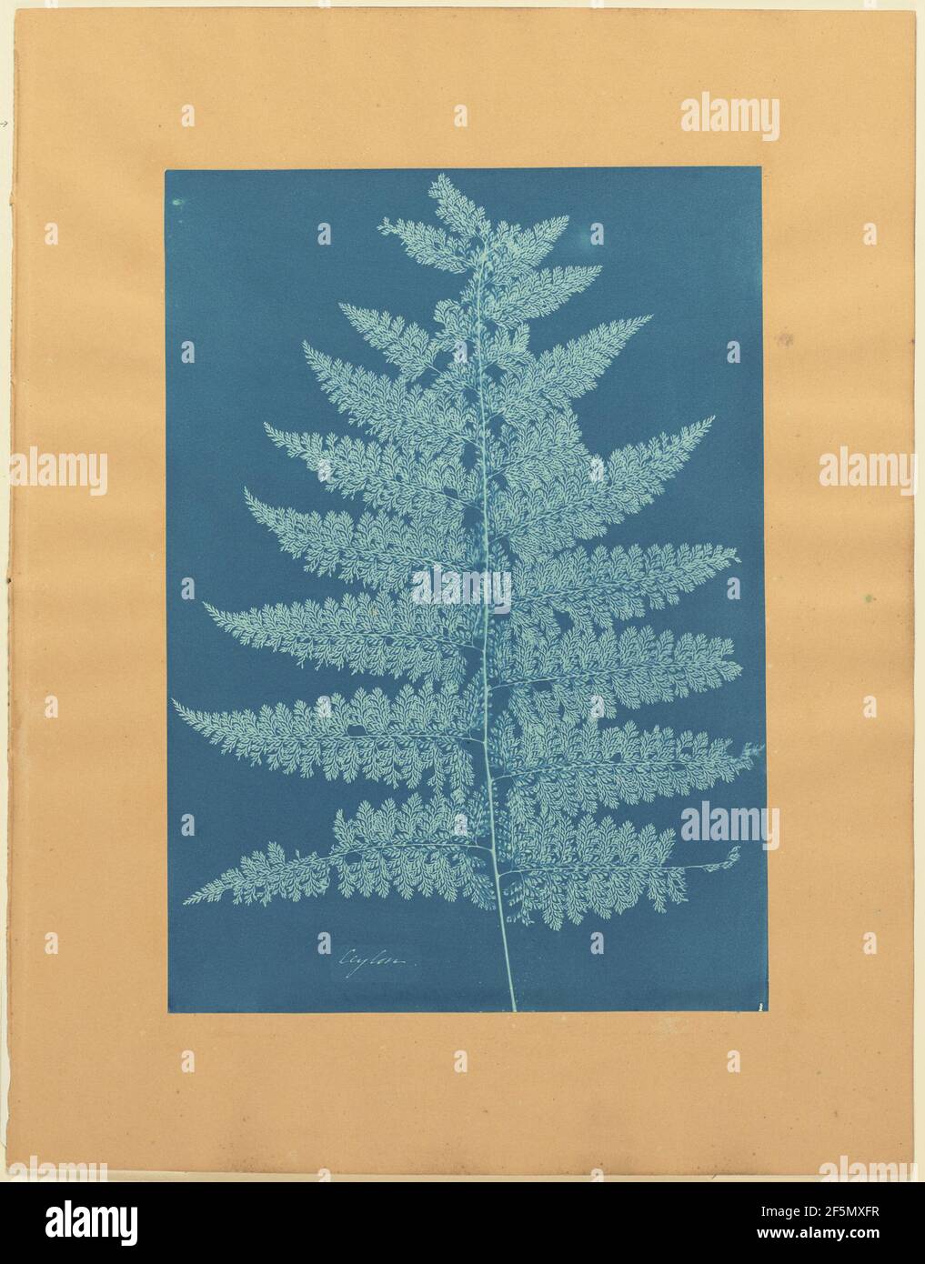 Specimen exotic tropical plants hi-res stock photography and images - Alamy