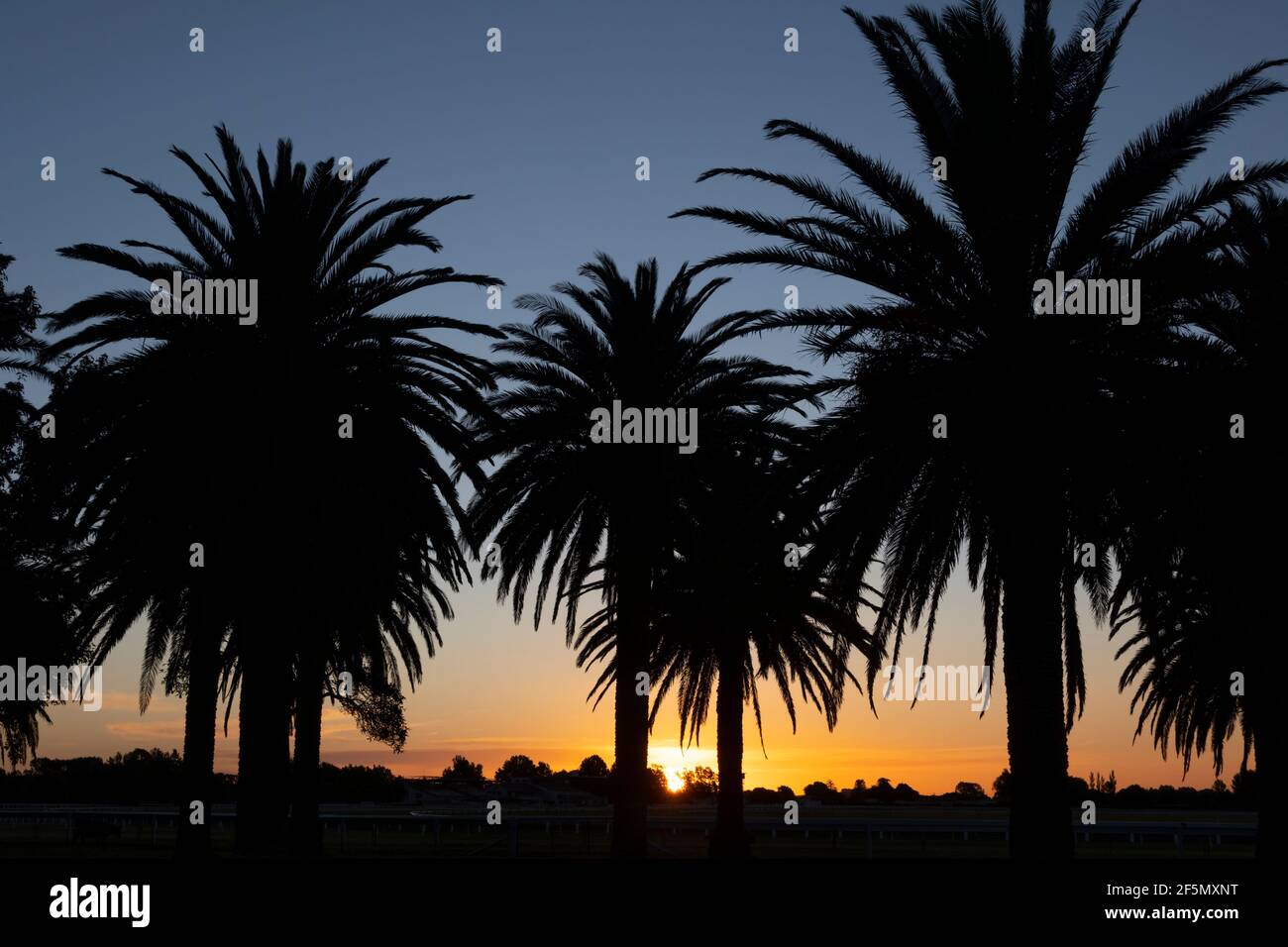 New zealand palm tree hi-res stock photography and images - Alamy