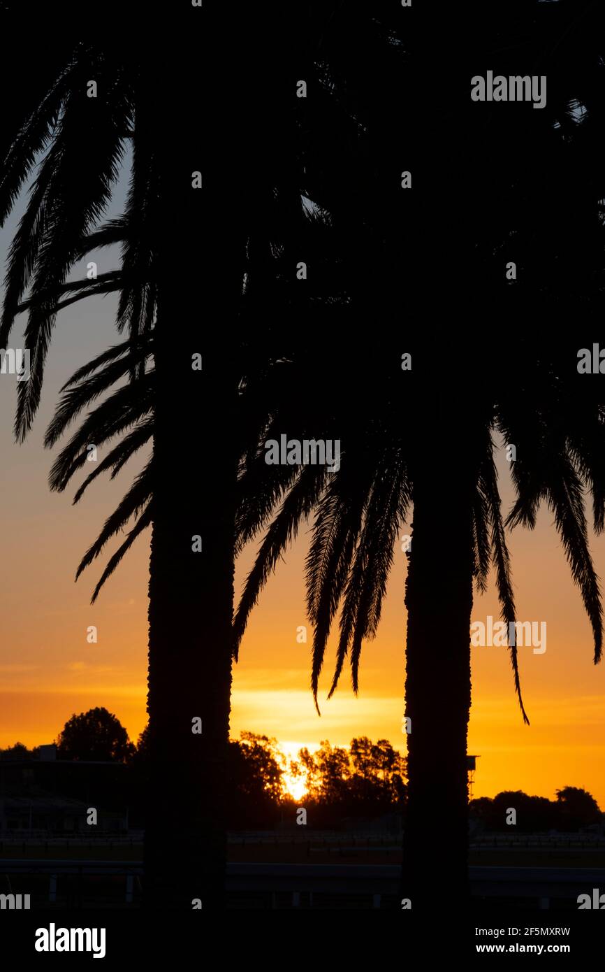 Sunset behind palm tree hi-res stock photography and images - Alamy