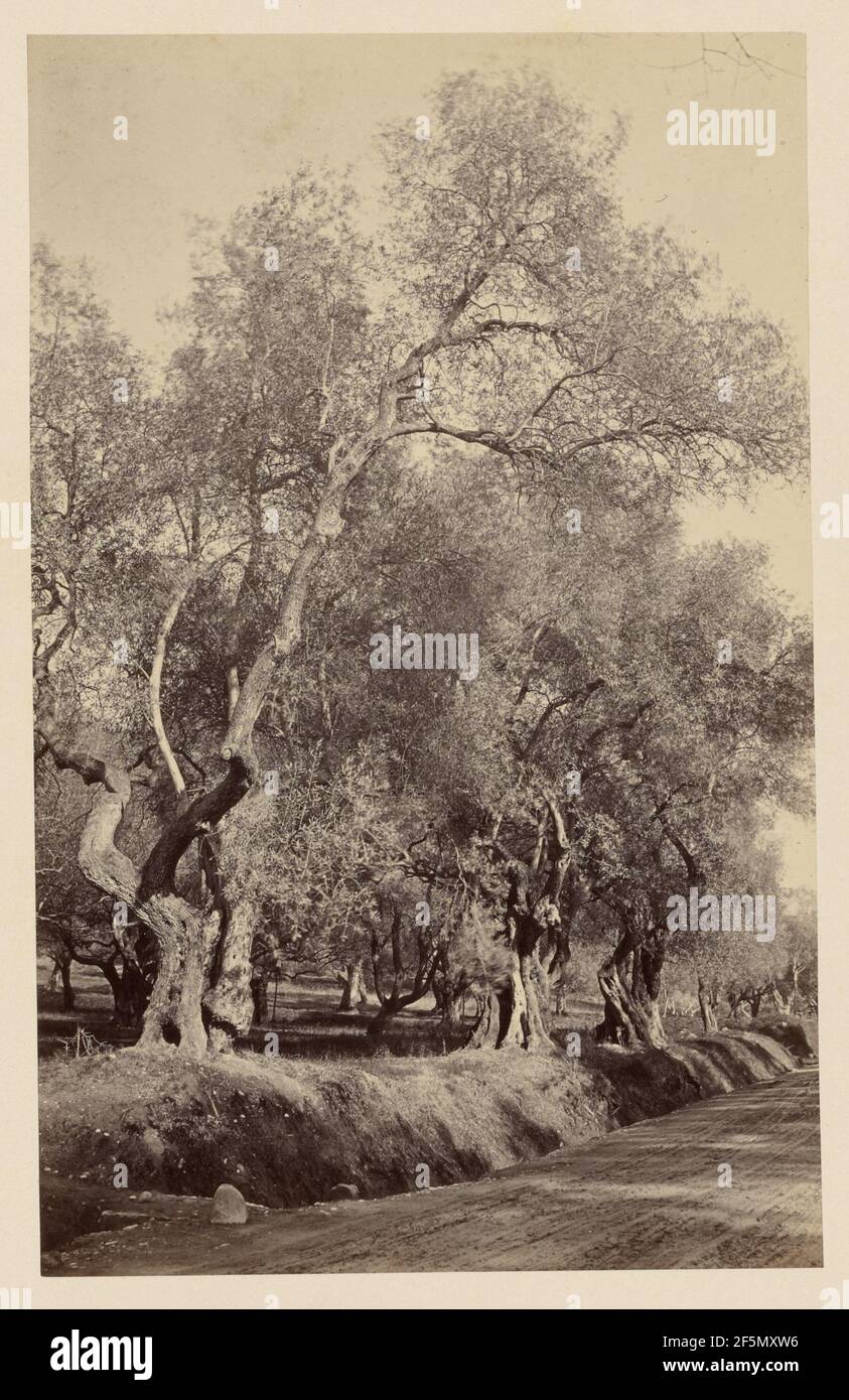 Trees. Louis-Alphonse Davanne (French, 1824 - 1912 Stock Photo - Alamy