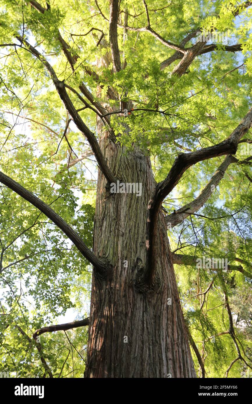 Sprawling hi-res stock photography and images - Alamy