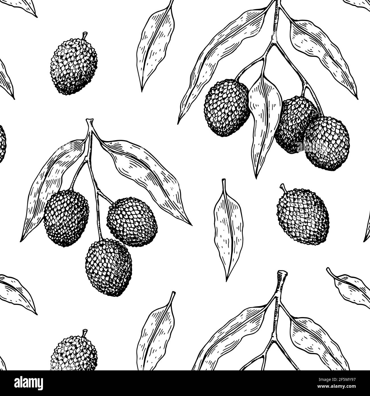 Lychee botanical illustration Black and White Stock Photos & Images - Alamy