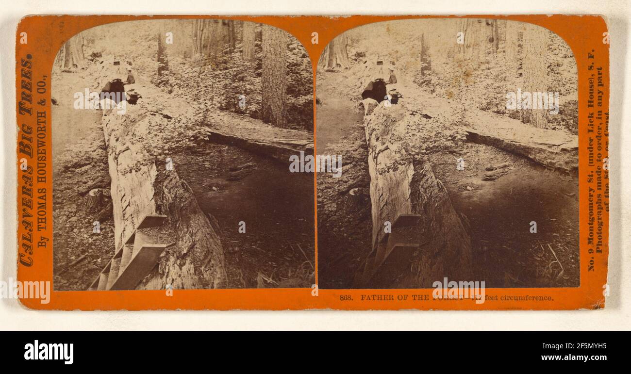 Father of the Forest - 112 feet circumference.. Thomas Houseworth ...