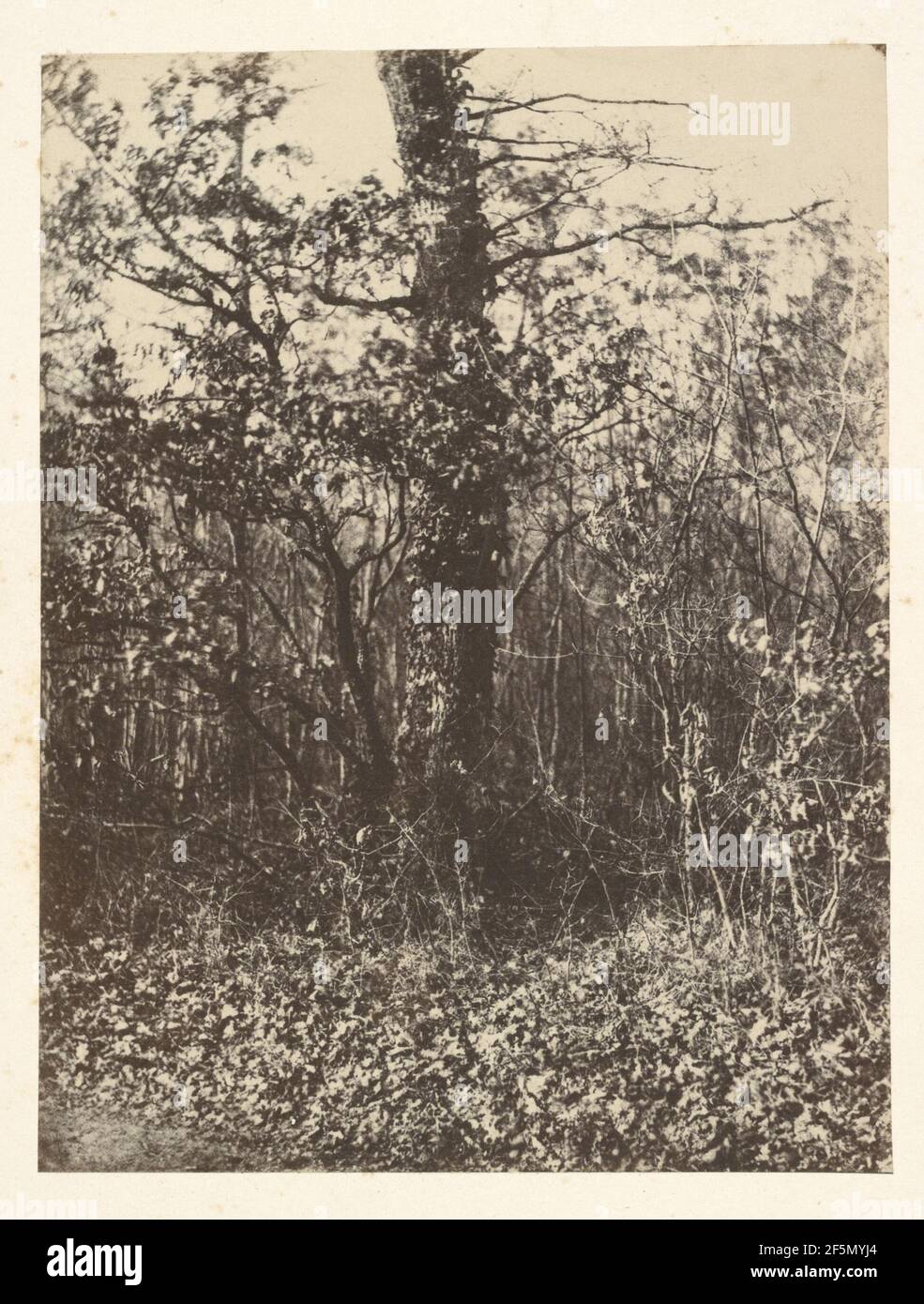 Taillis hi-res stock photography and images - Alamy