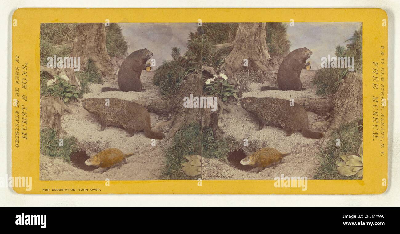 Rodentia order hi-res stock photography and images - Alamy