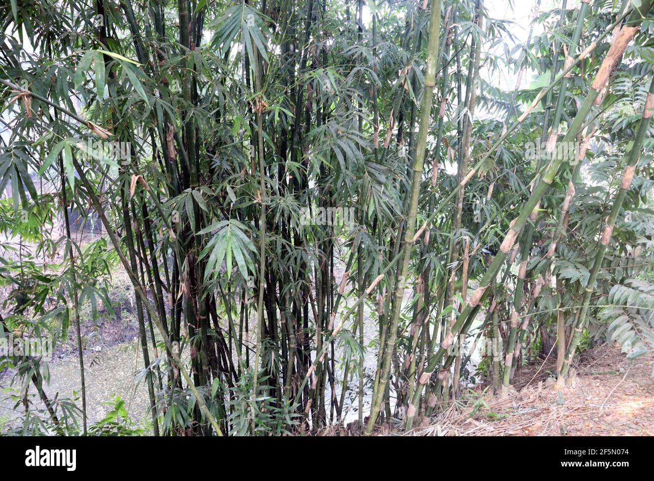 green colored bamboo stock on firm Stock Photo - Alamy