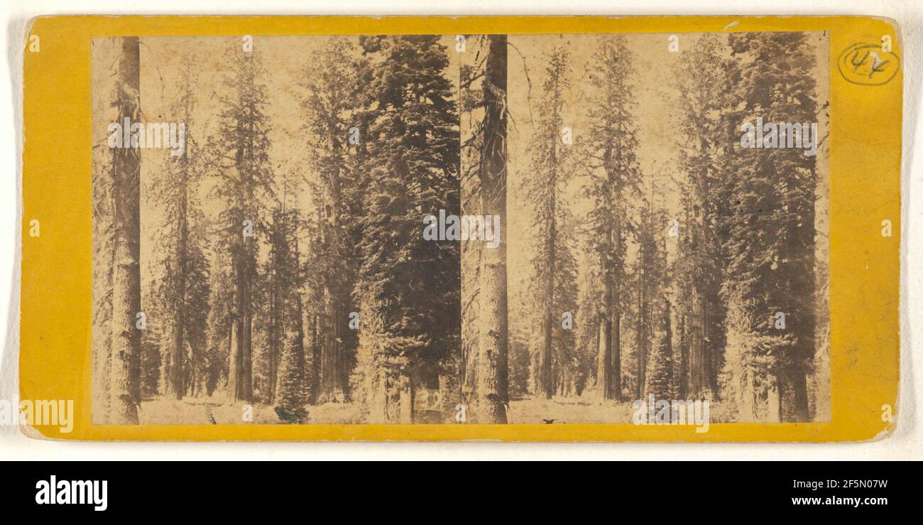 California. Group of Big Trees in Mariposa Grove Stock Photo - Alamy