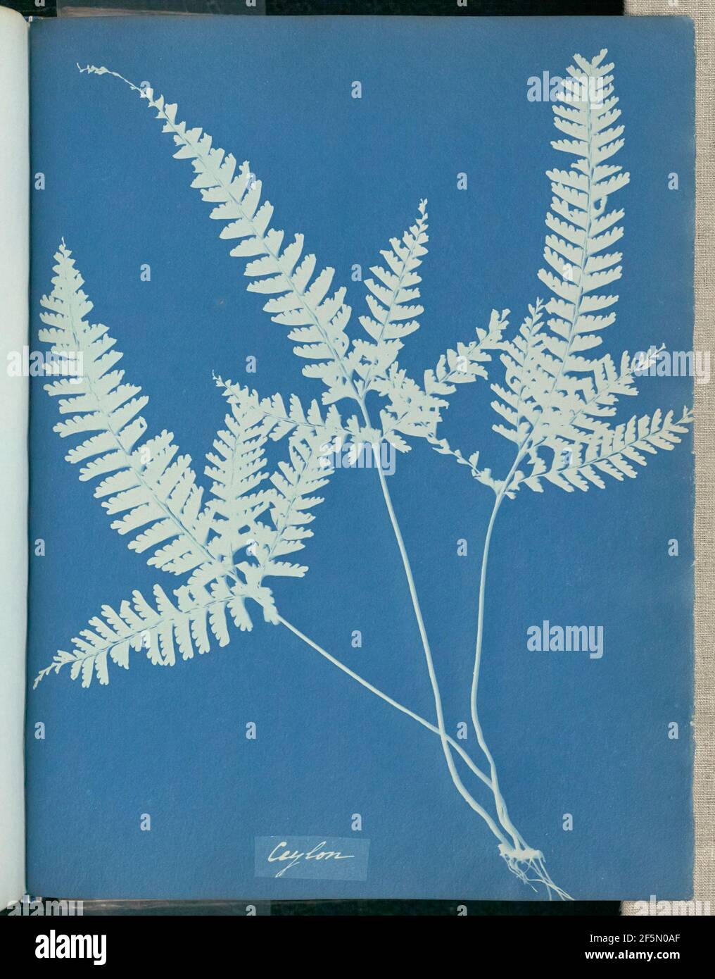 Ceylon tea 19th century hi-res stock photography and images - Alamy