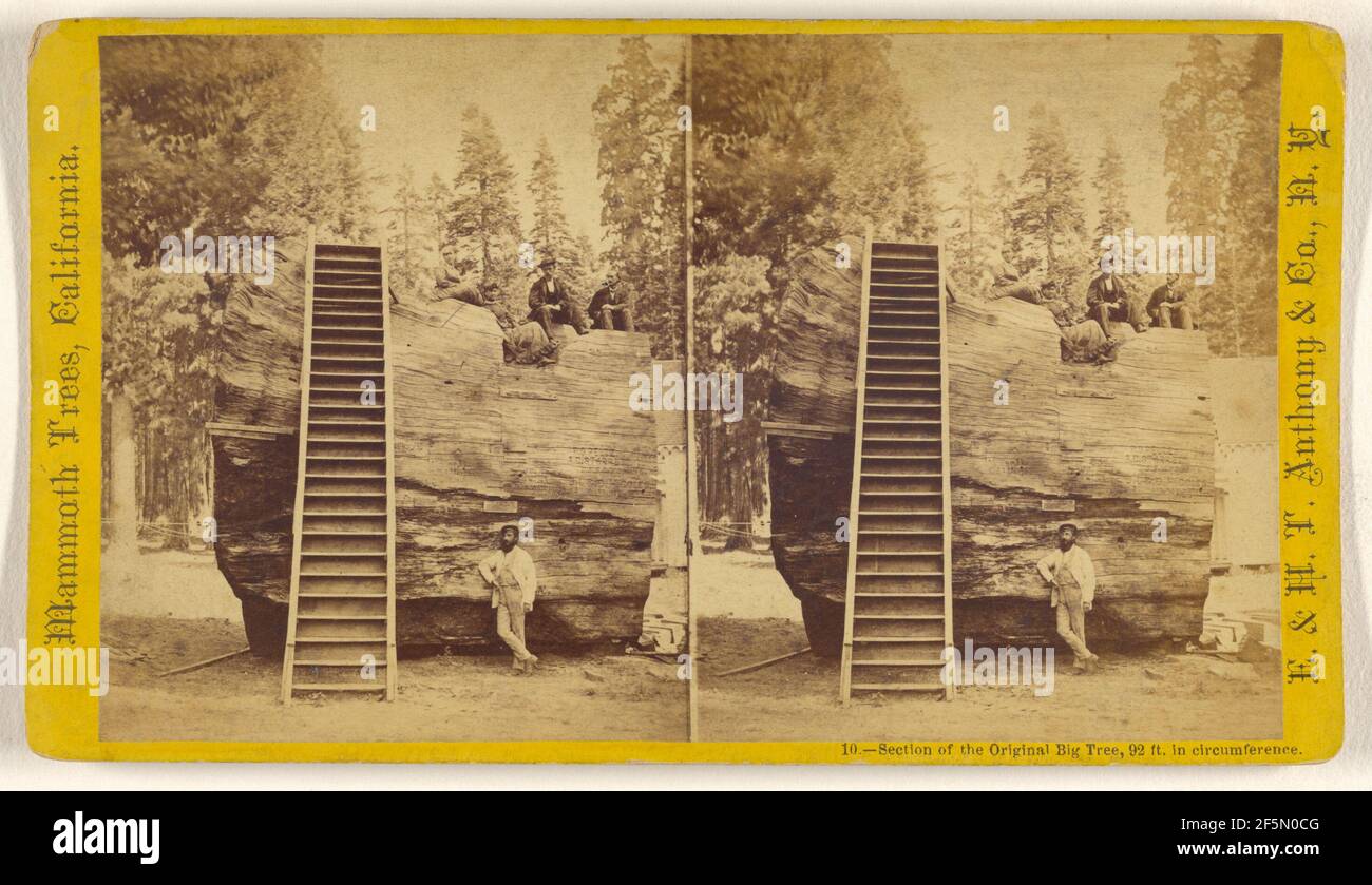 Section of the Original Big Tree, 92 ft. in Circumference.. Attributed ...