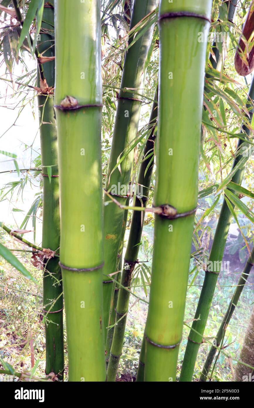 green colored bamboo stock on firm Stock Photo - Alamy