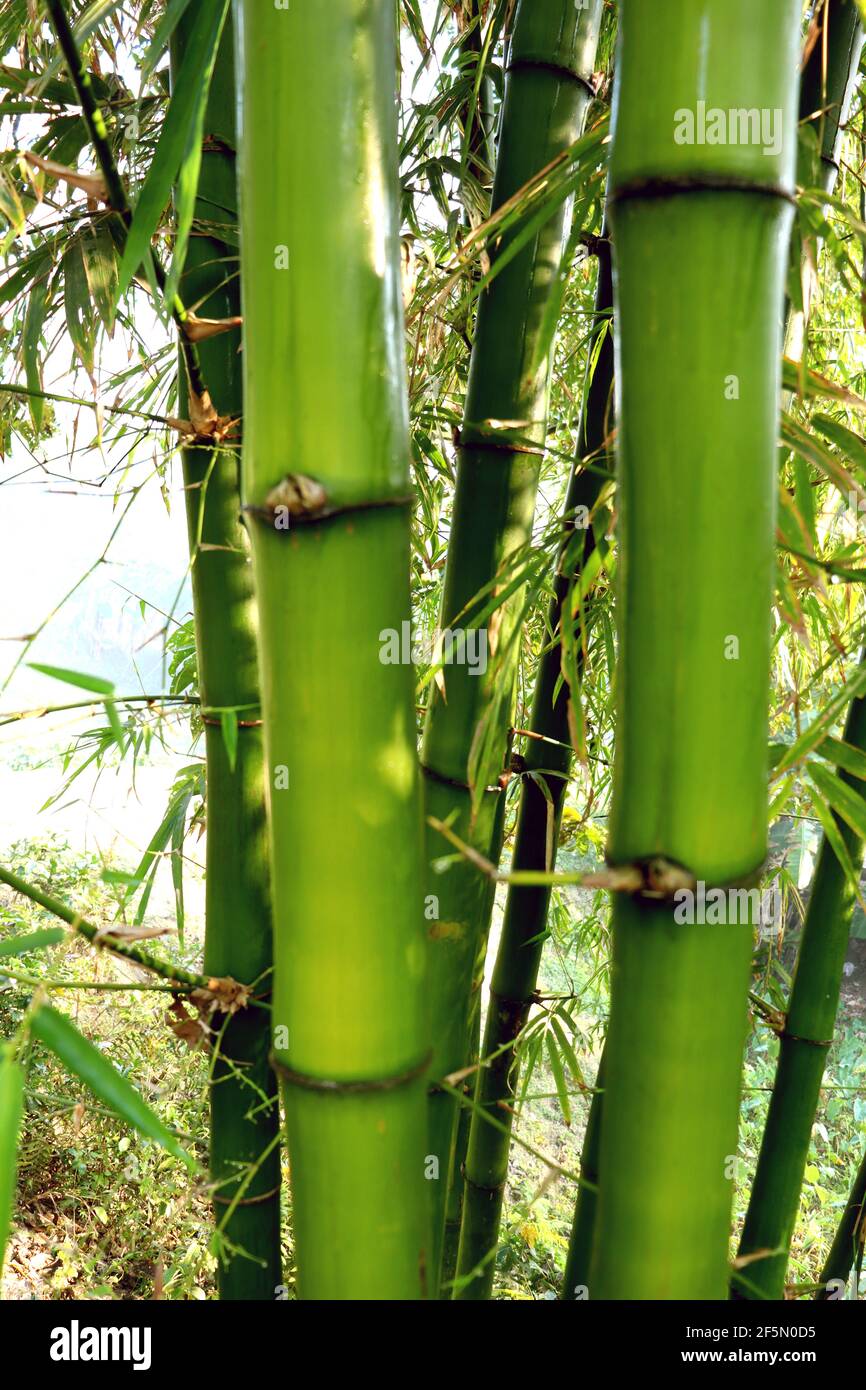 green colored bamboo stock on firm Stock Photo - Alamy