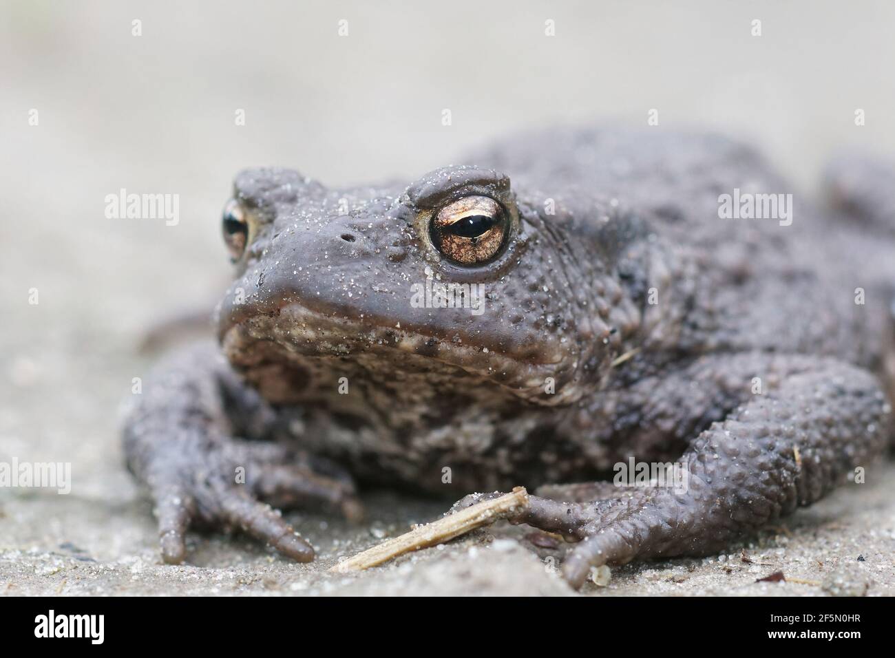 Closeup common toad european hi-res stock photography and images - Alamy