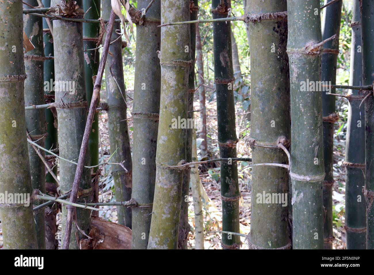 green colored bamboo stock on firm Stock Photo - Alamy