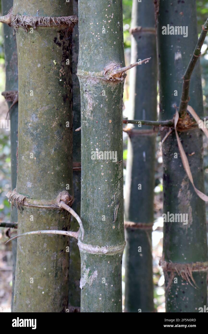 green colored bamboo stock on firm Stock Photo - Alamy