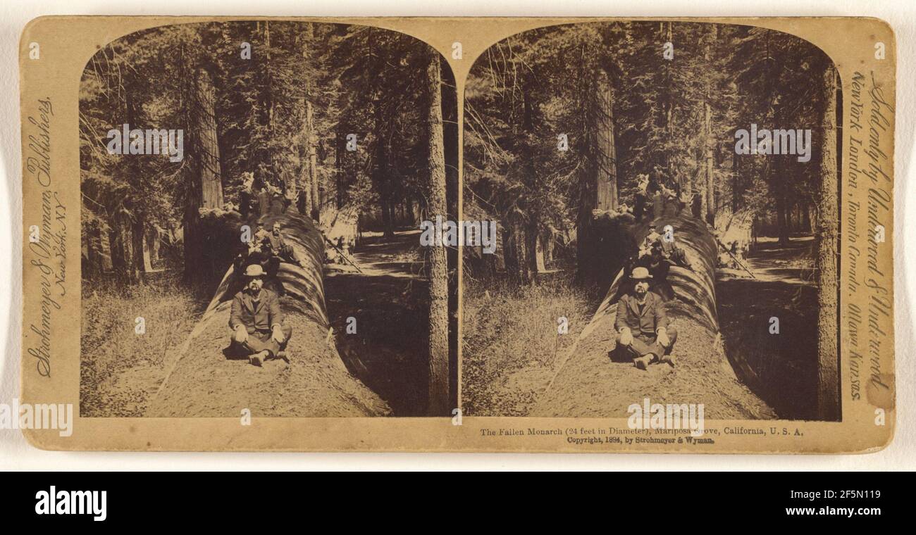 The Fallen Monarch (24 feet in Diameter), Mariposa Grove, California, U ...