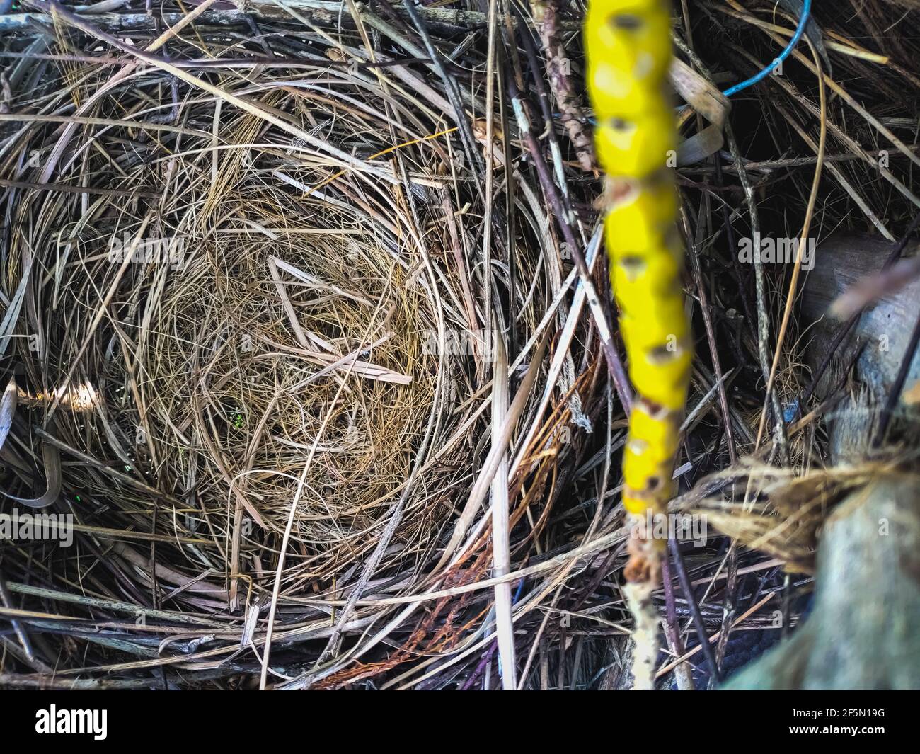Empty Nest - The bird nest without eggs on tree branch. Empty Nest ...