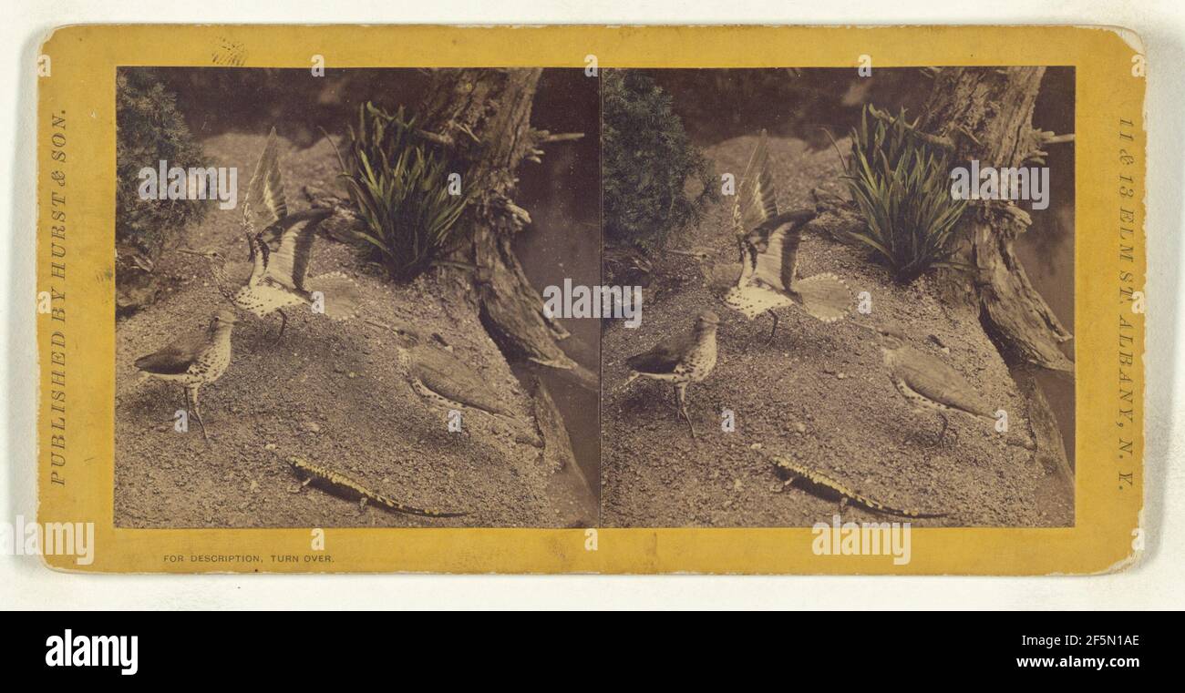 Class II, Order IV, Grallae. Family Scolopacidae. Spotted Sandlark ...