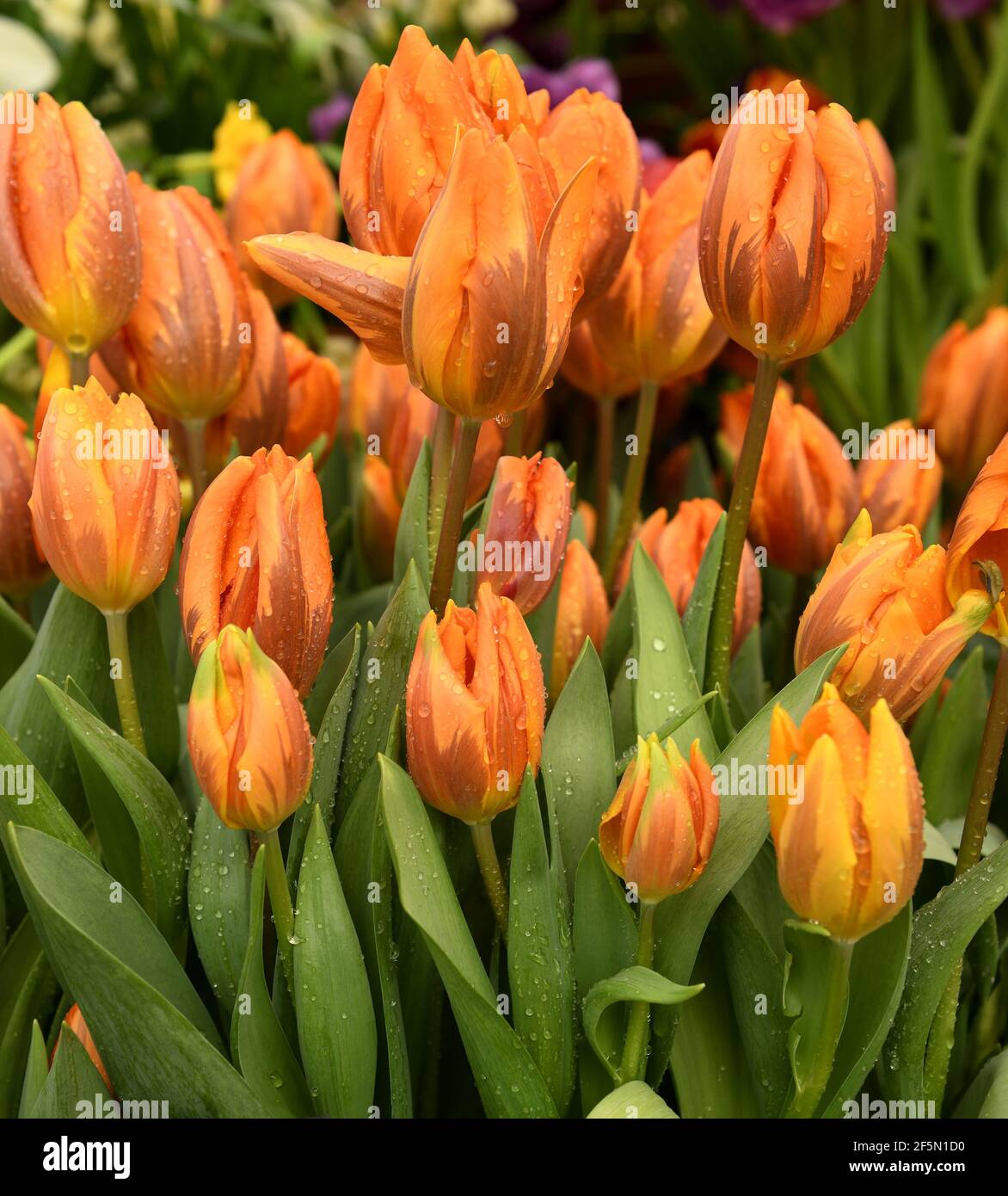 Tulip Princess Irene, delightful color combination of orange with ...