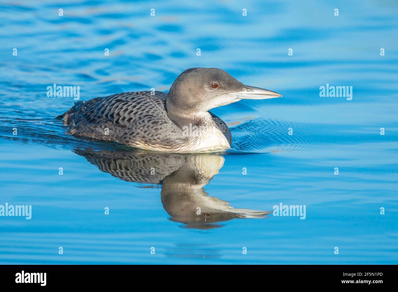 Closeup of a Common loon, Gavia immer, also known as the great northern ...