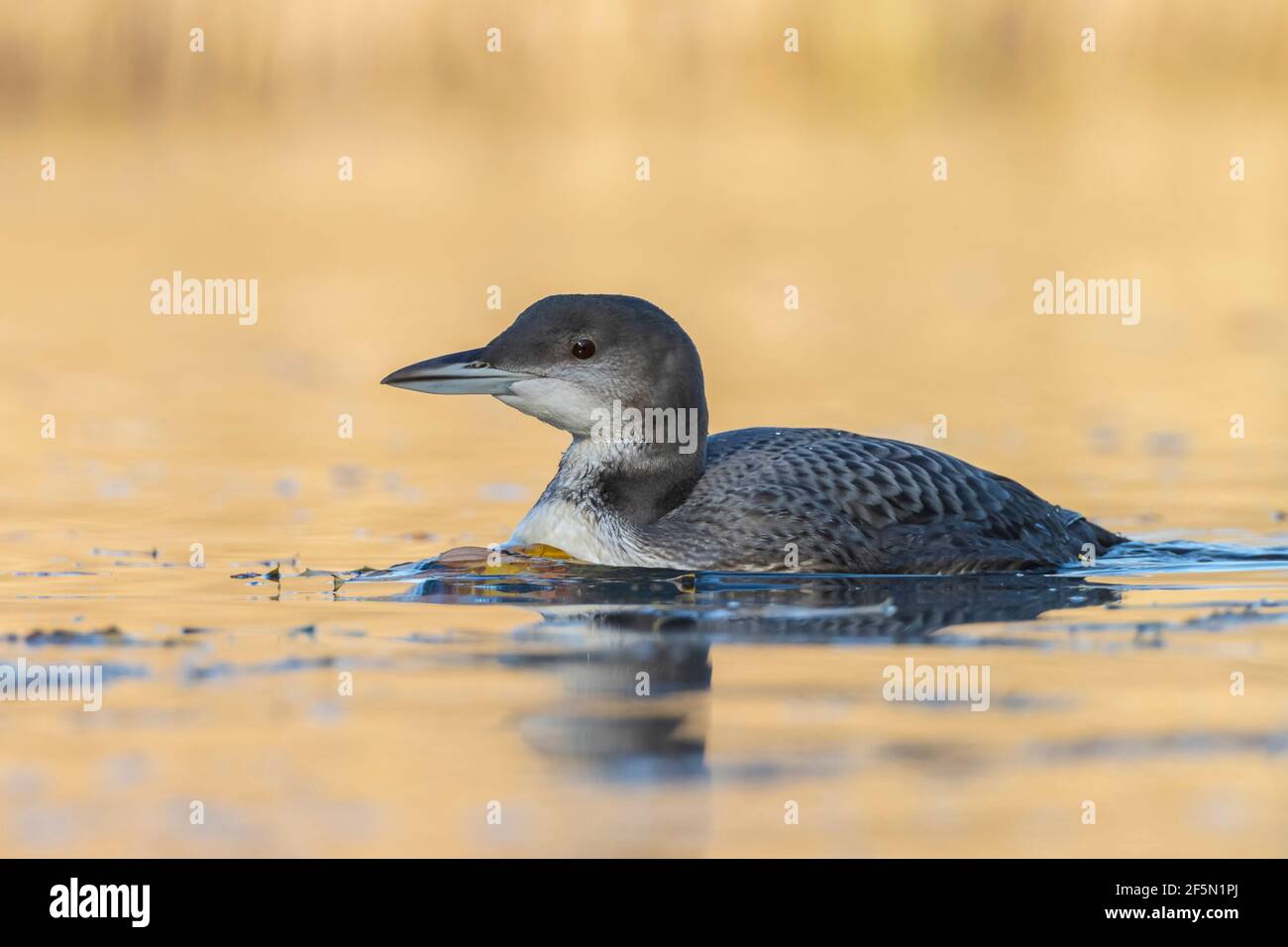 Closeup of a Common loon, Gavia immer, also known as the great northern ...