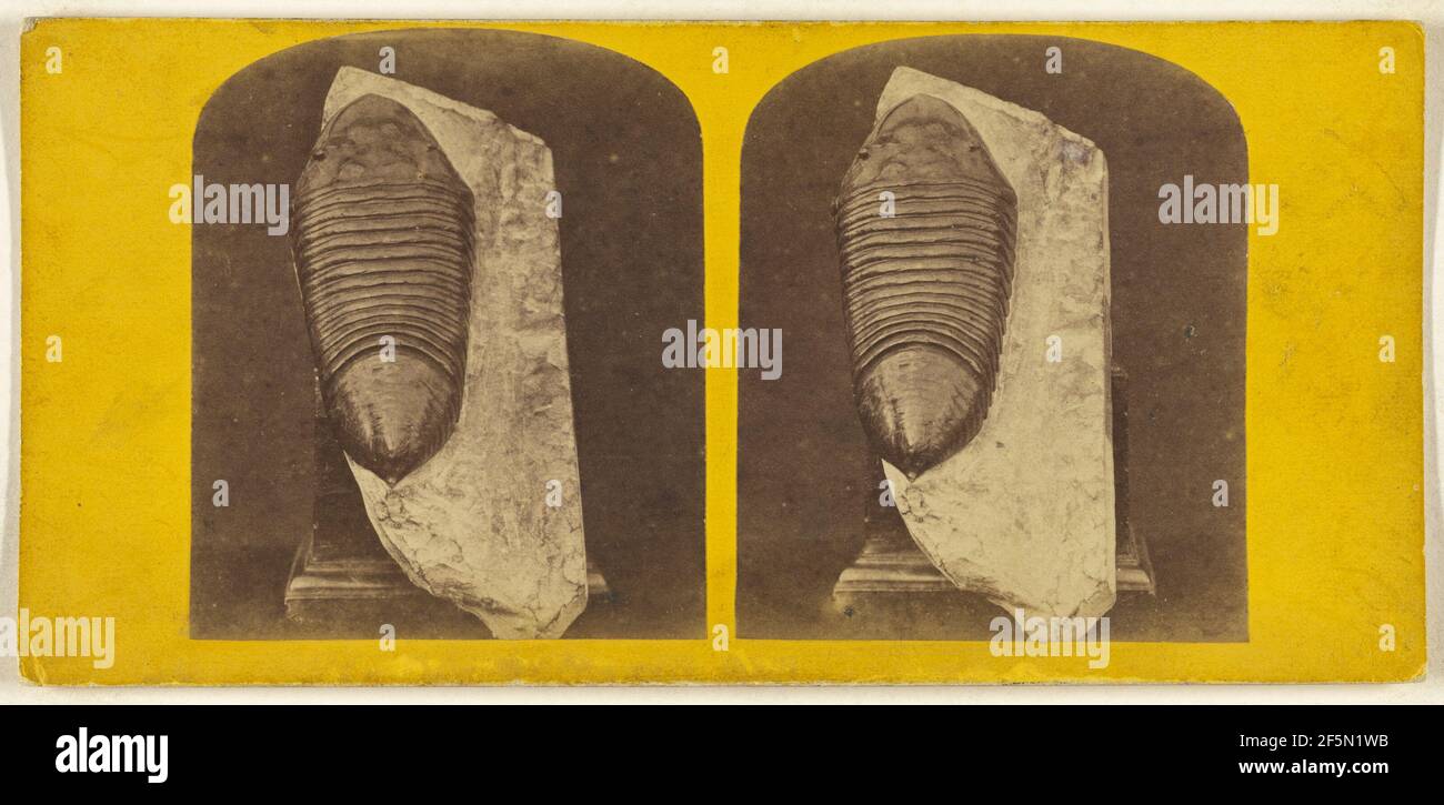 Palaeozoic Fossils. Homalonotus.-Delphinocephalus. From the Silurian ...