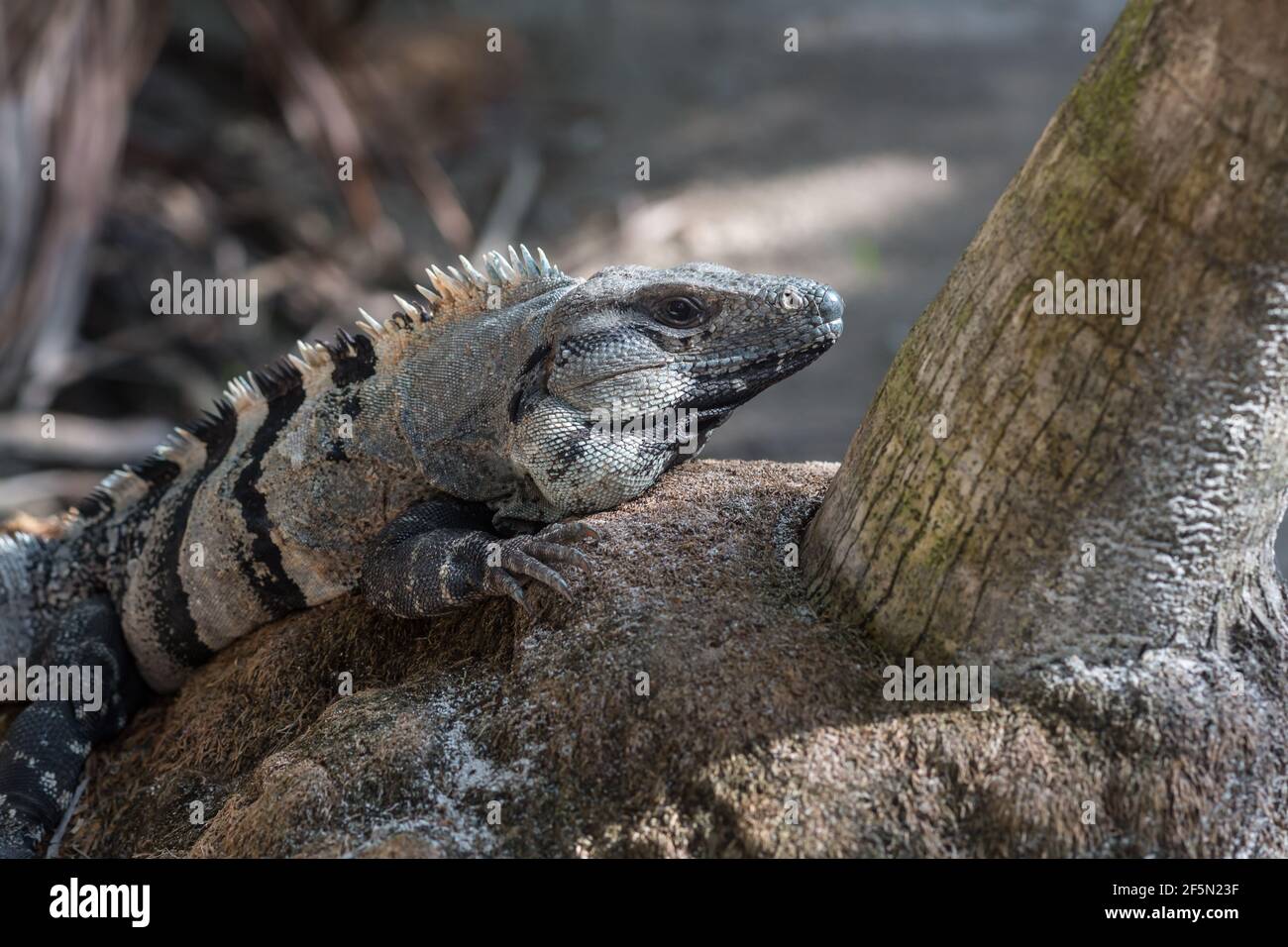 Portrait of black spiny-tailed iguana Ctenosaura similis at Xcacelito ...