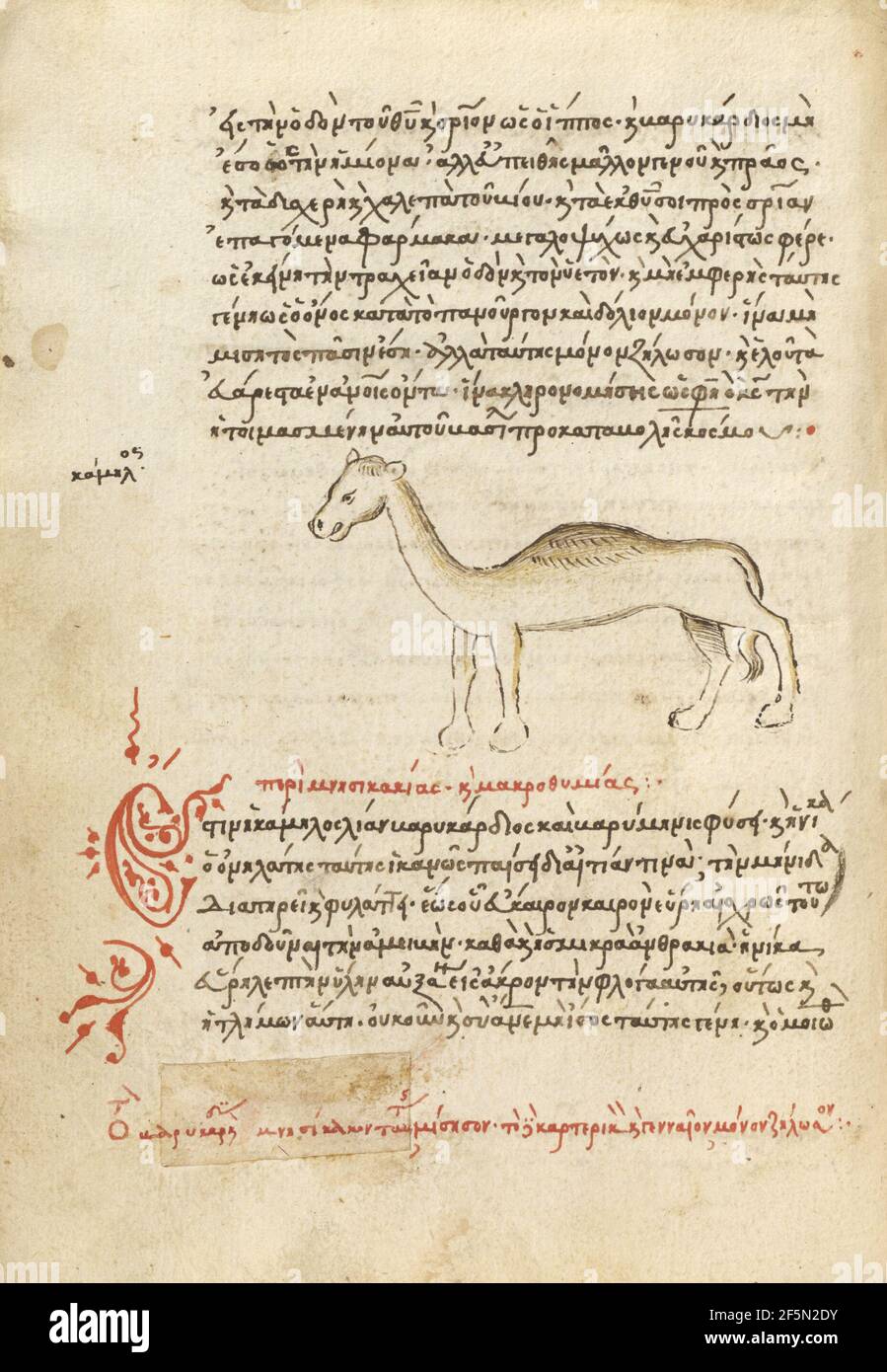 Camel unknown hi-res stock photography and images - Alamy