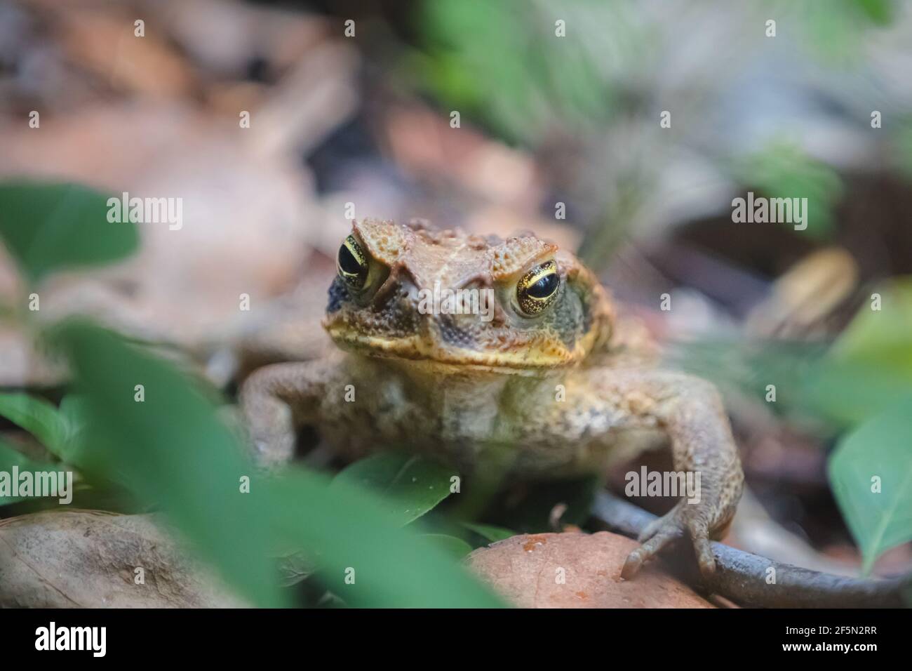 Close-up detail of a grumpy looking cane toad or giant neotropical toad ...