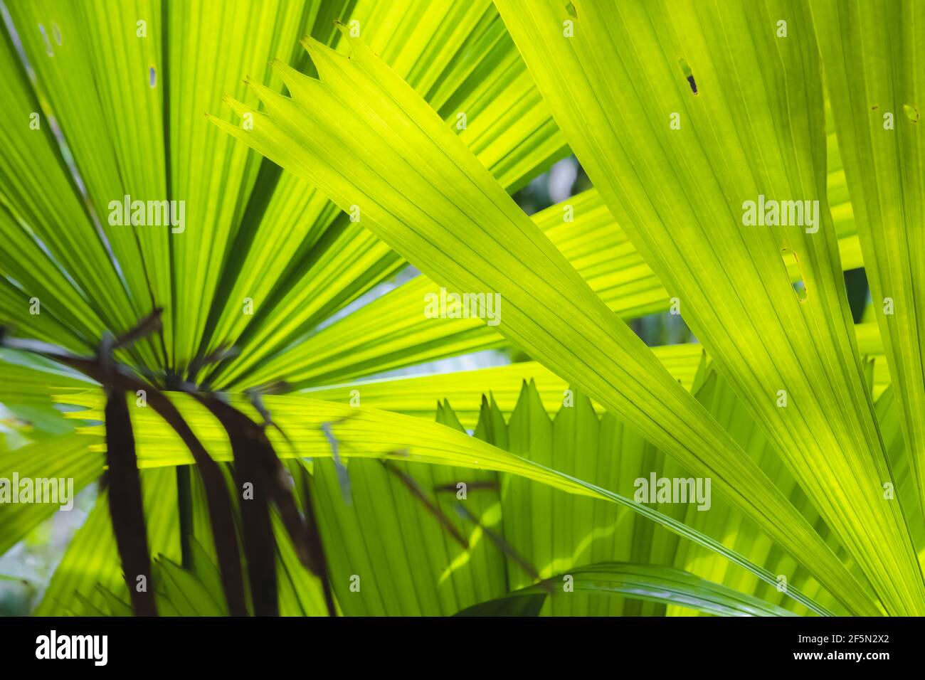 Lush, green tropical Australian fan palm (Chamaedorea elegans) leaves ...